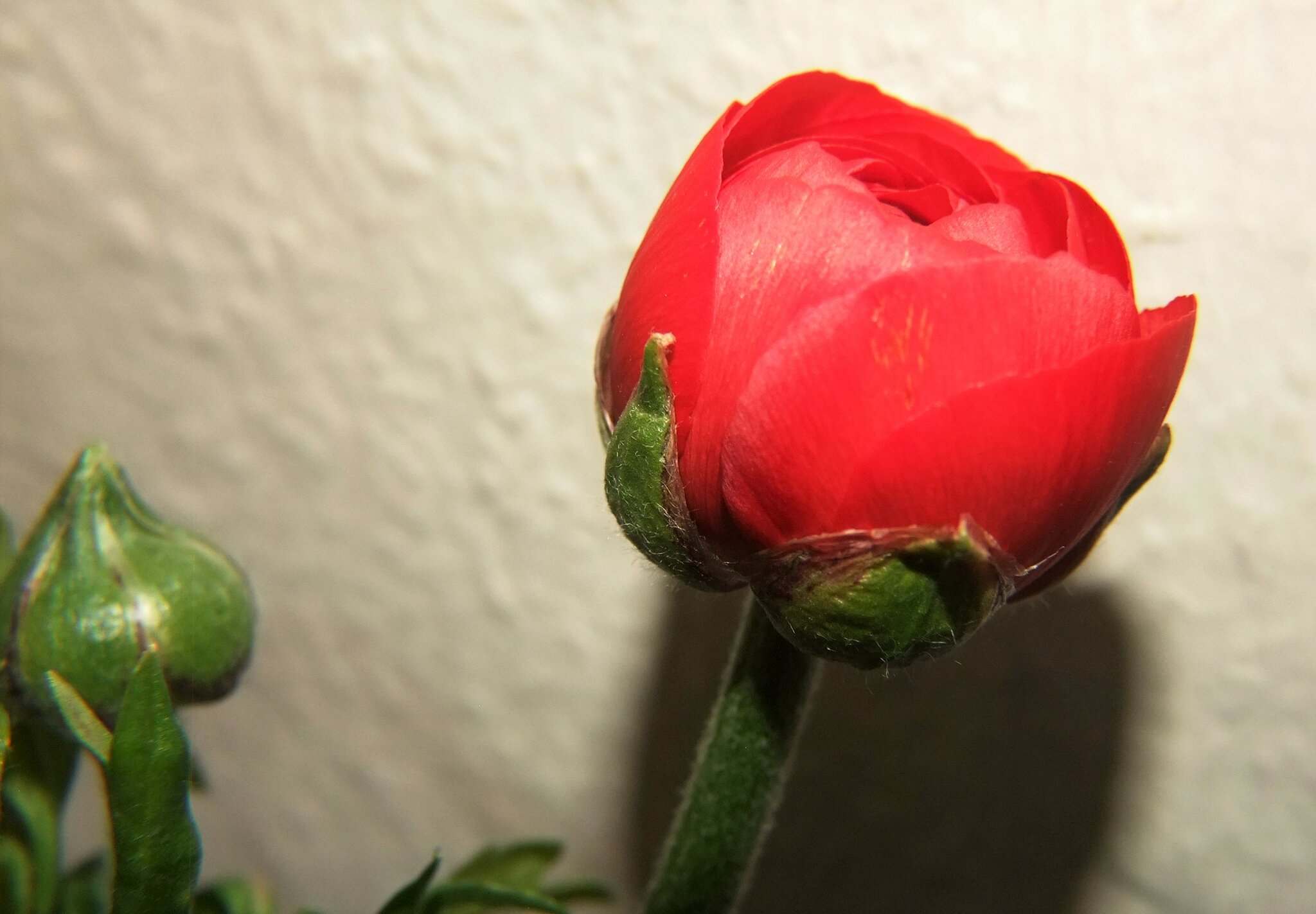 Rot wie Blut