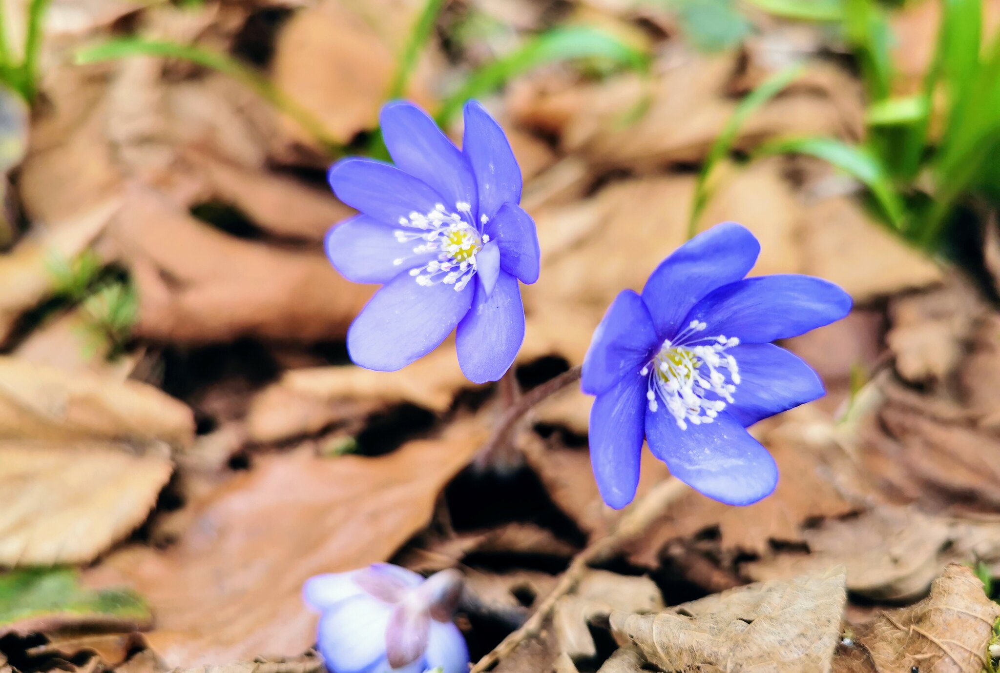 Ein "Star" im Frühling