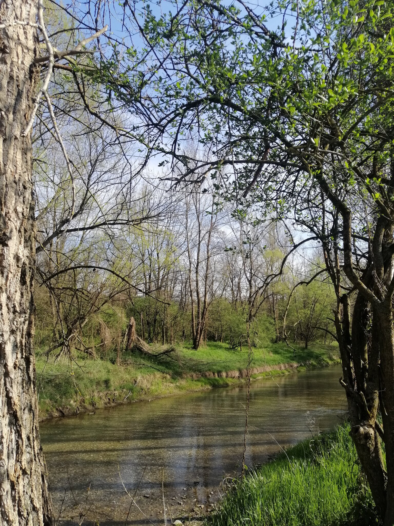 Frühling an der Leitha