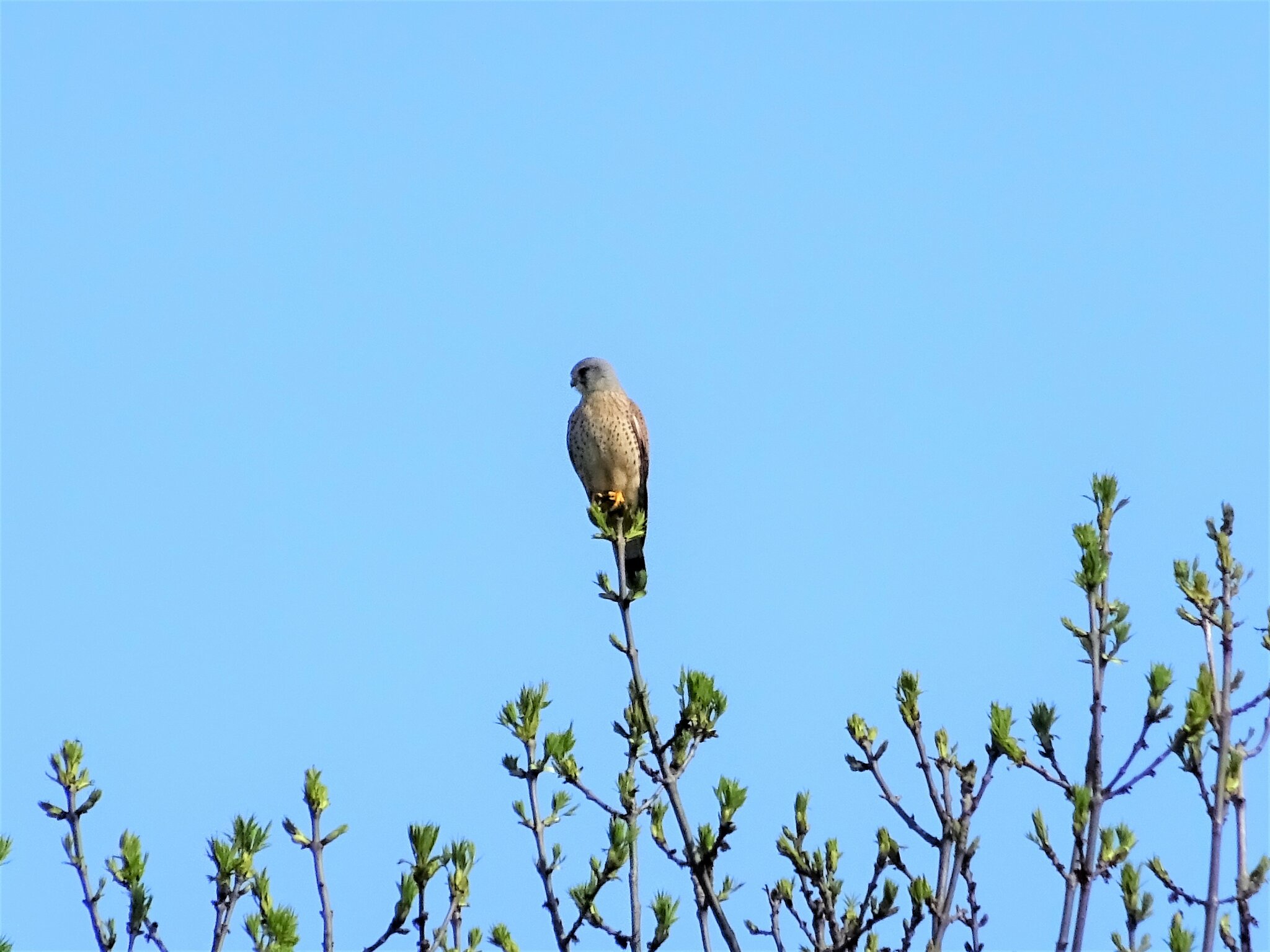Ein Überblick ist das hier oben - wunderbar