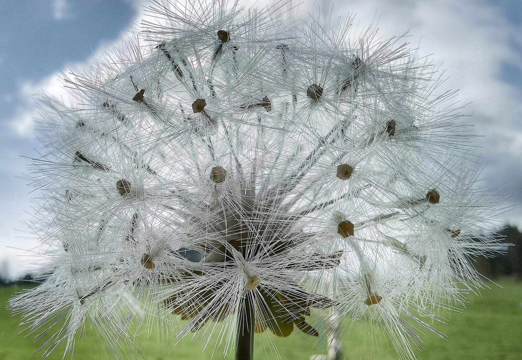 So schön ist die Pusteblume