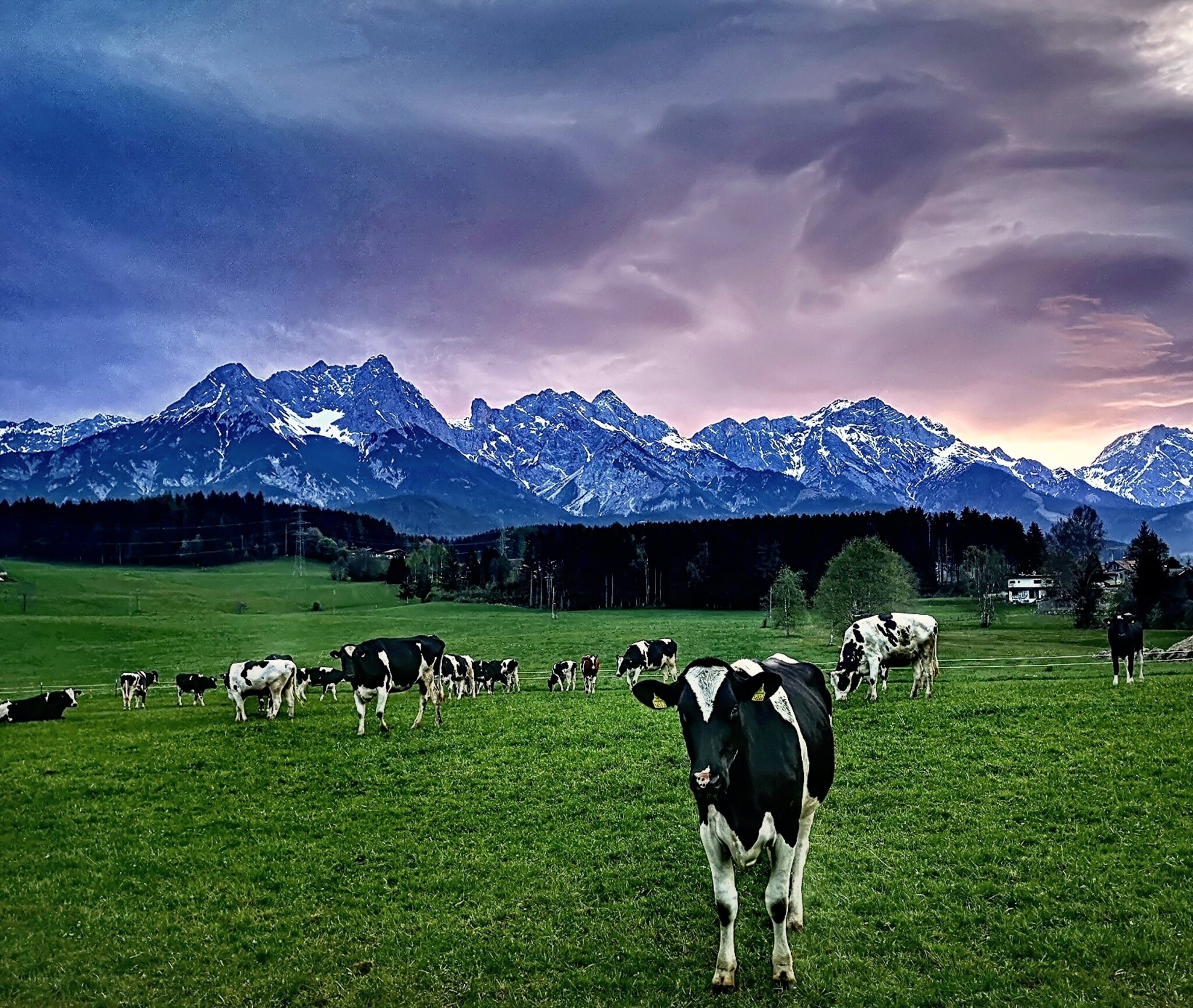 MUHHLTI KUHHLTI - Holsteiner sind keine Pinzgauer!?