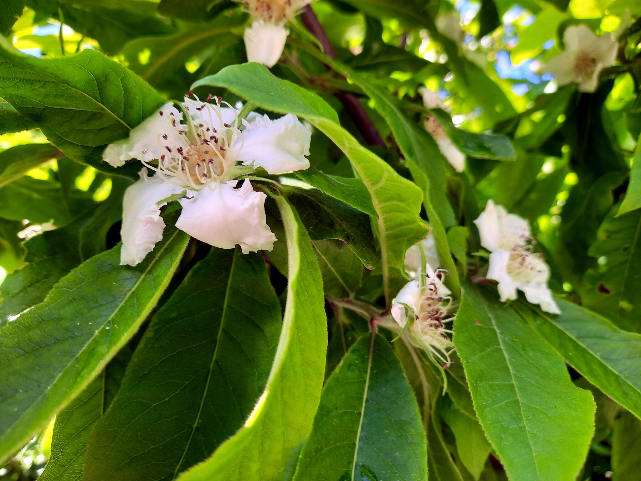 Blüte der Mispel