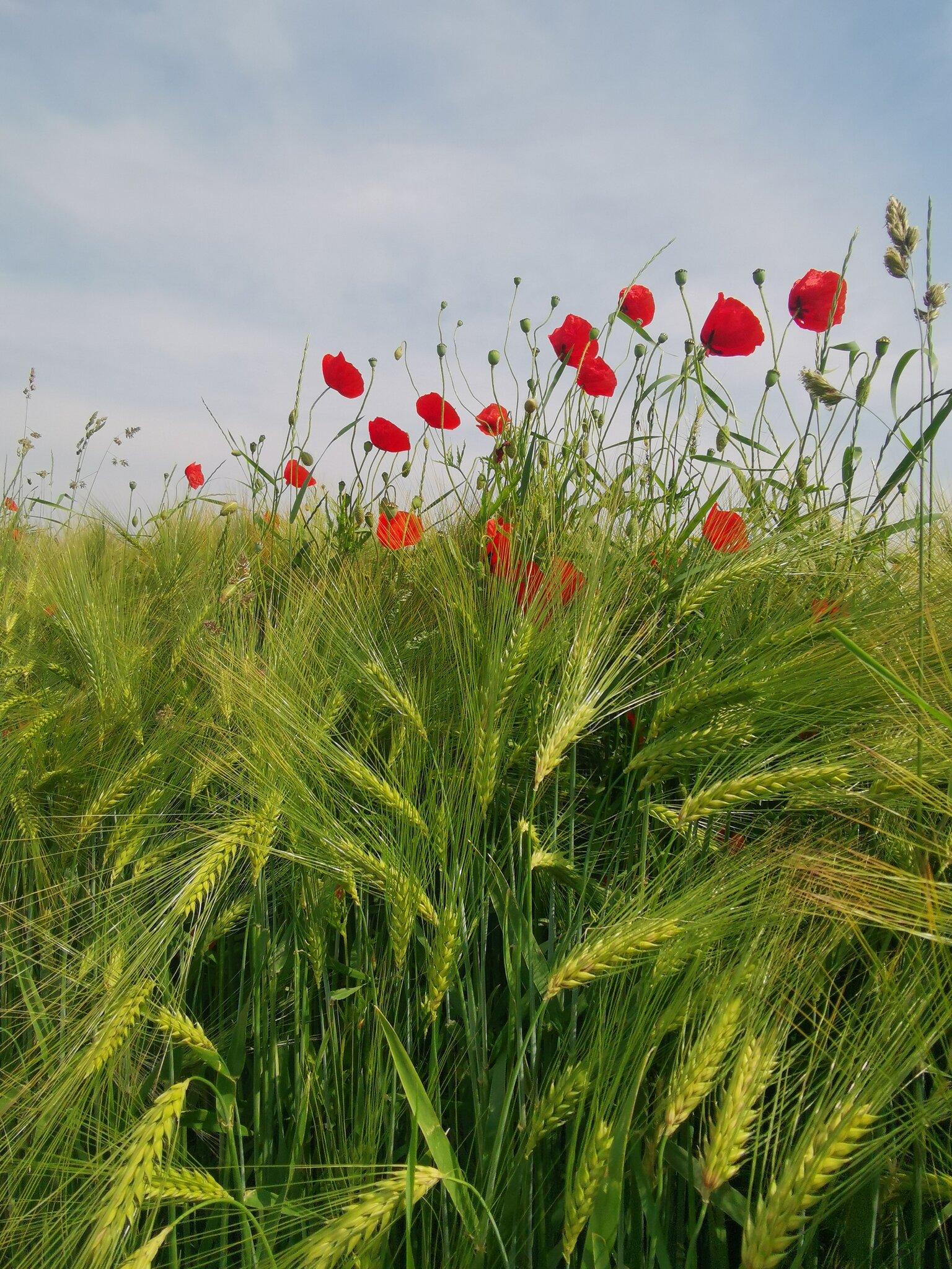 Getreide trifft Mohn