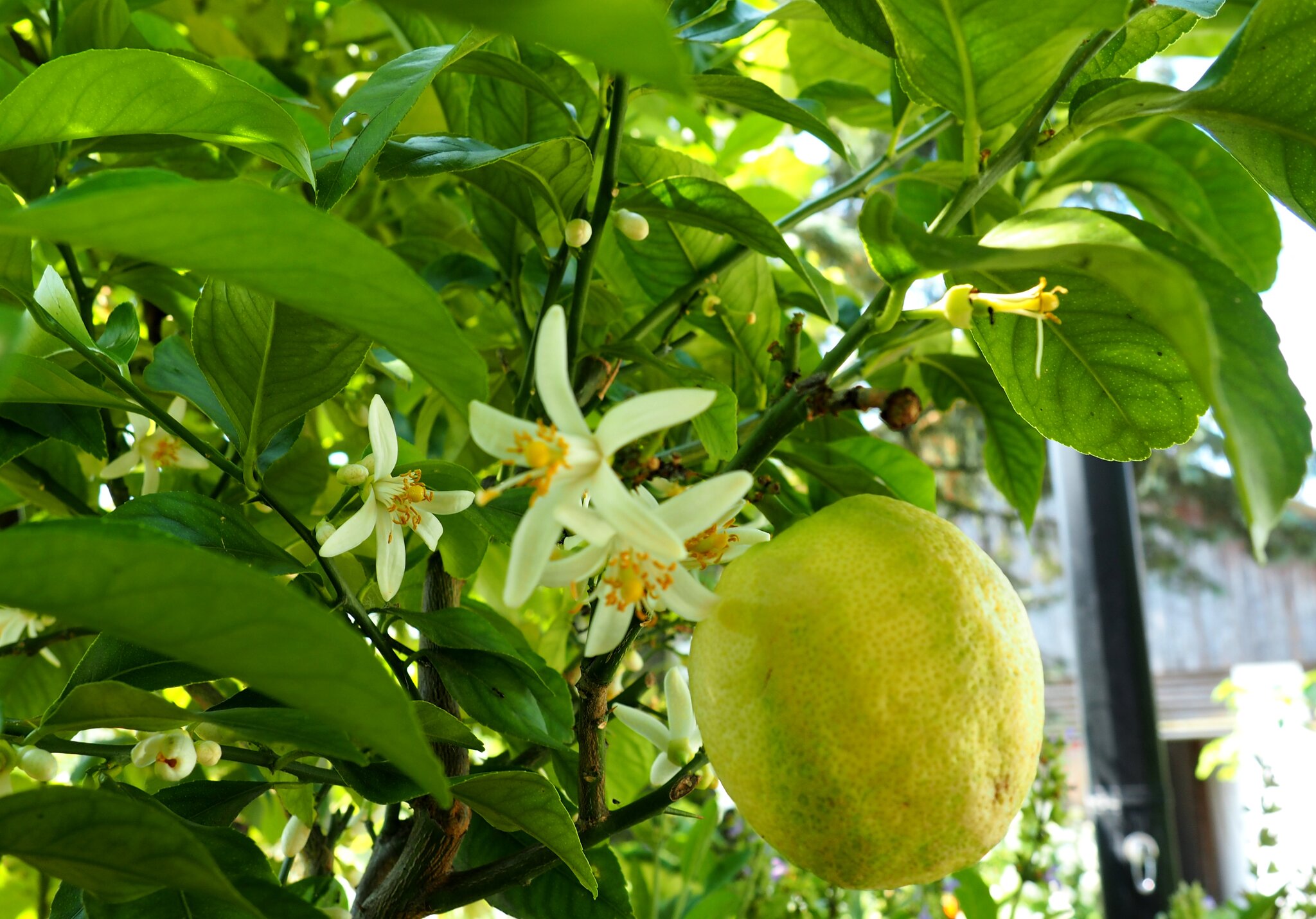 Blüten der Zitrone zur Sommerzeit