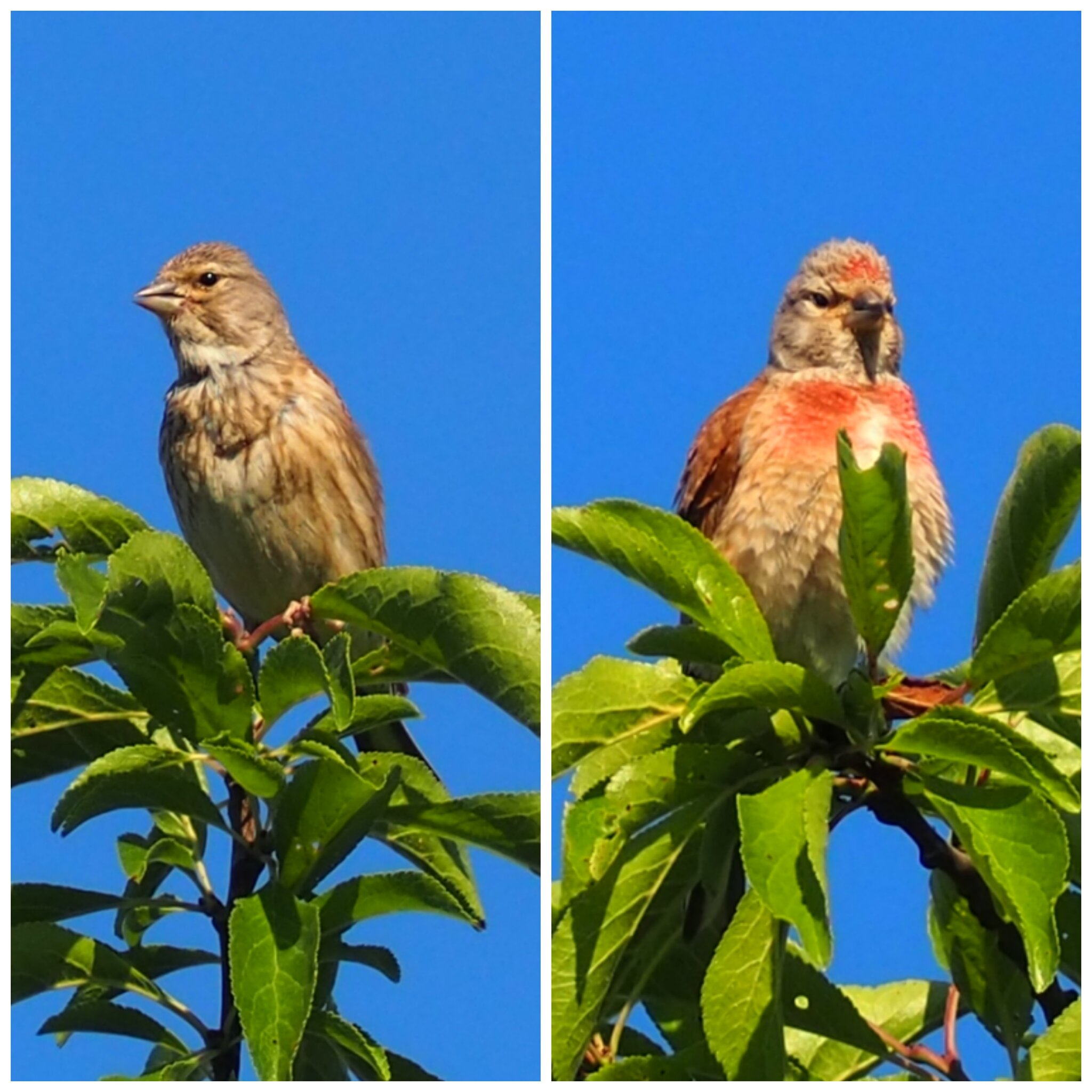 Männchen und Weibchen zwitschern ein Duett