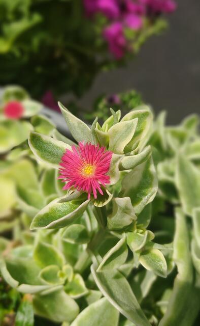 Die herzblättrige Mittagsblume...