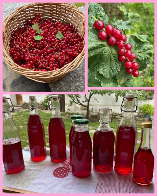 Frisch geerntet und gleich verarbeitet!