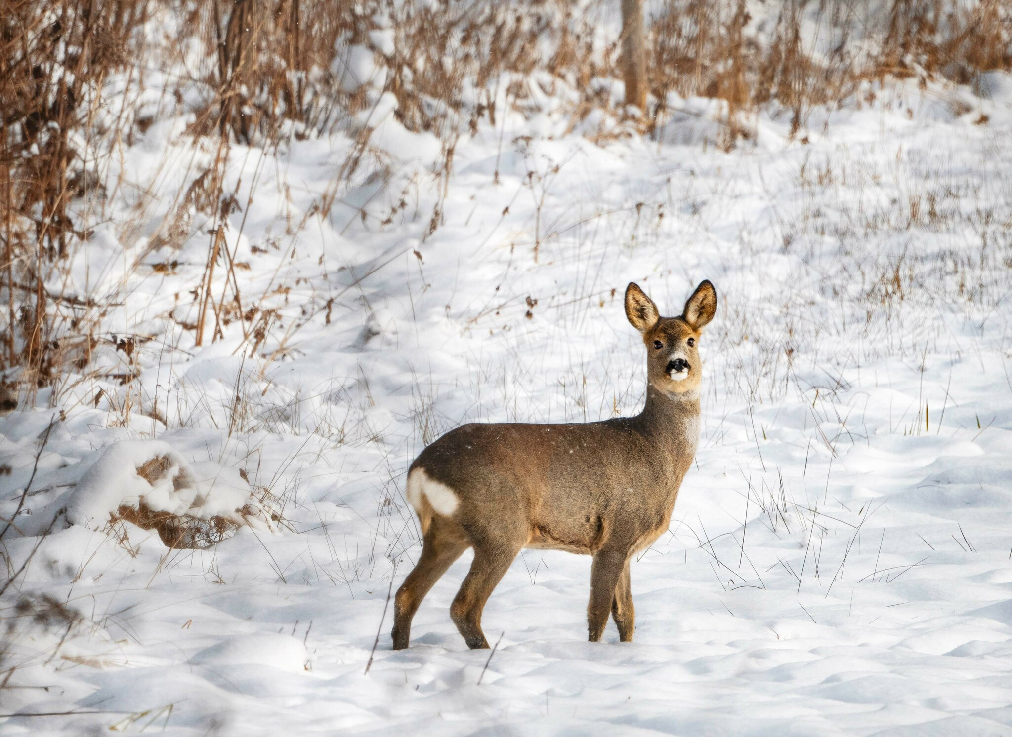 Ein Reh im ersten Schnee