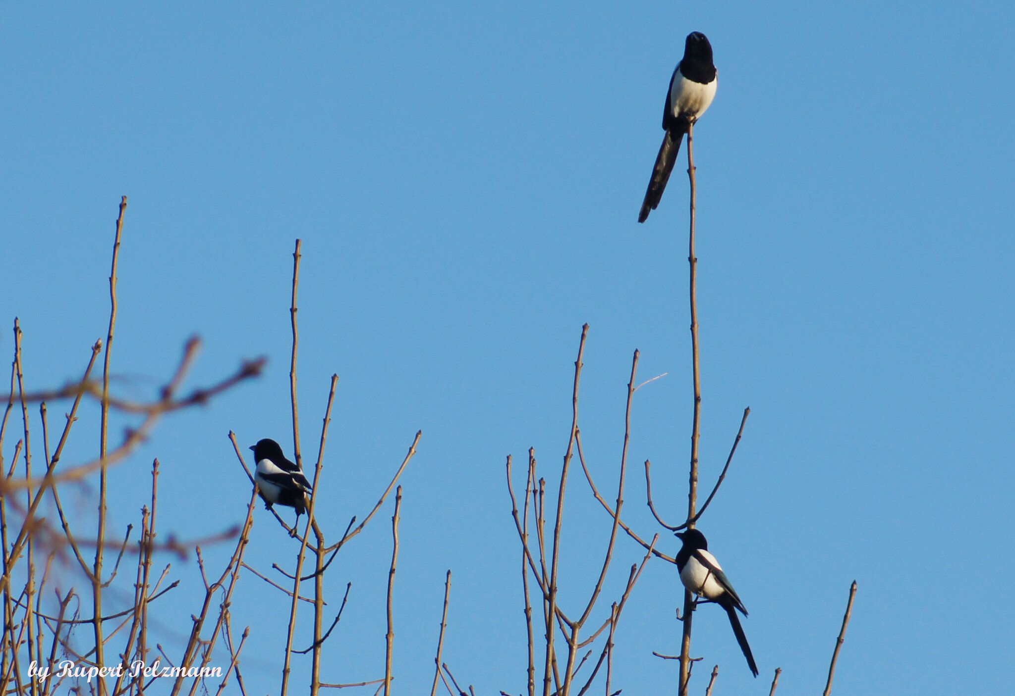 Hoch oben haben die Elstern den Überblick