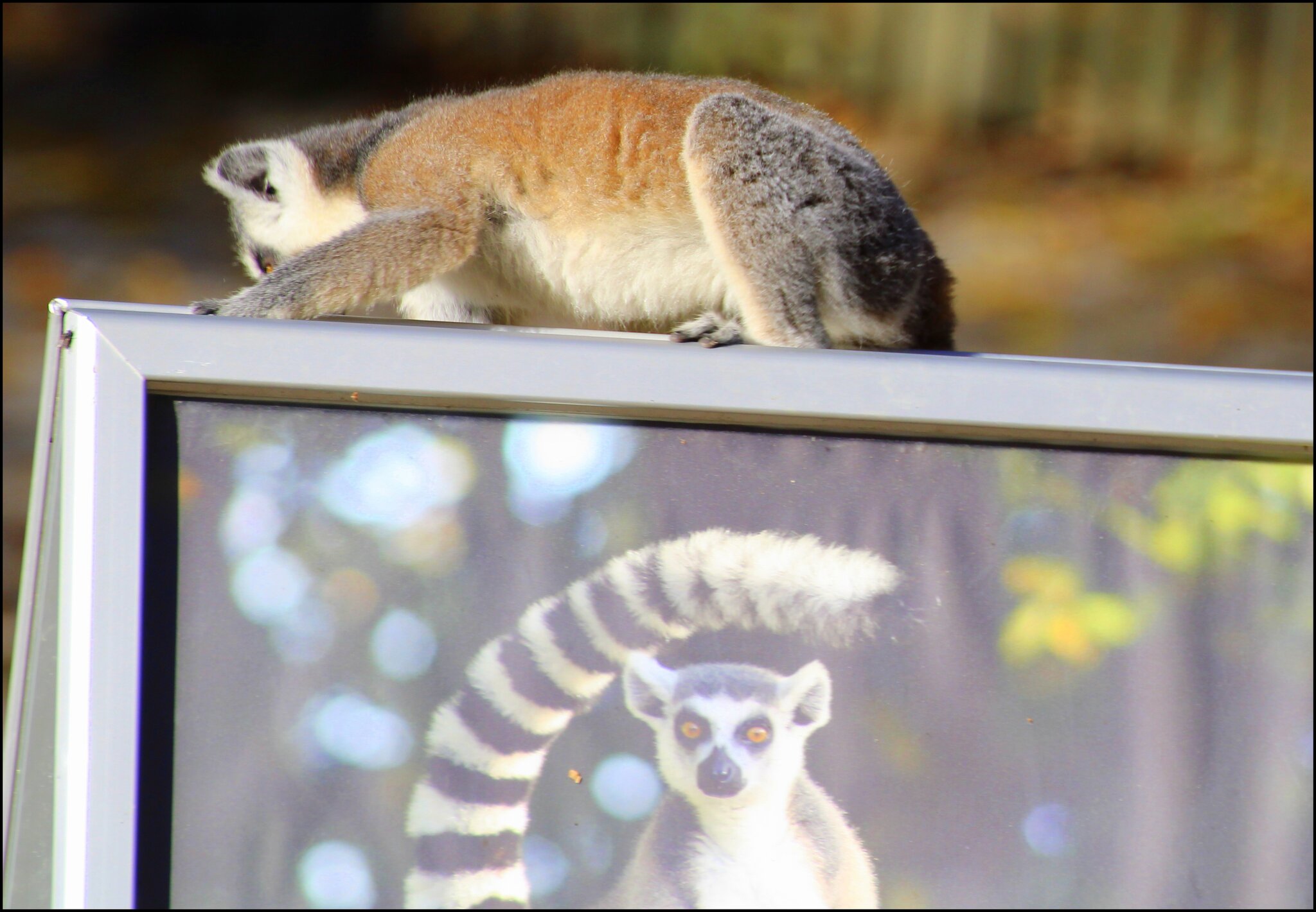 * wo hat sich jetzt der Katta vom Bild versteckt ;-) *