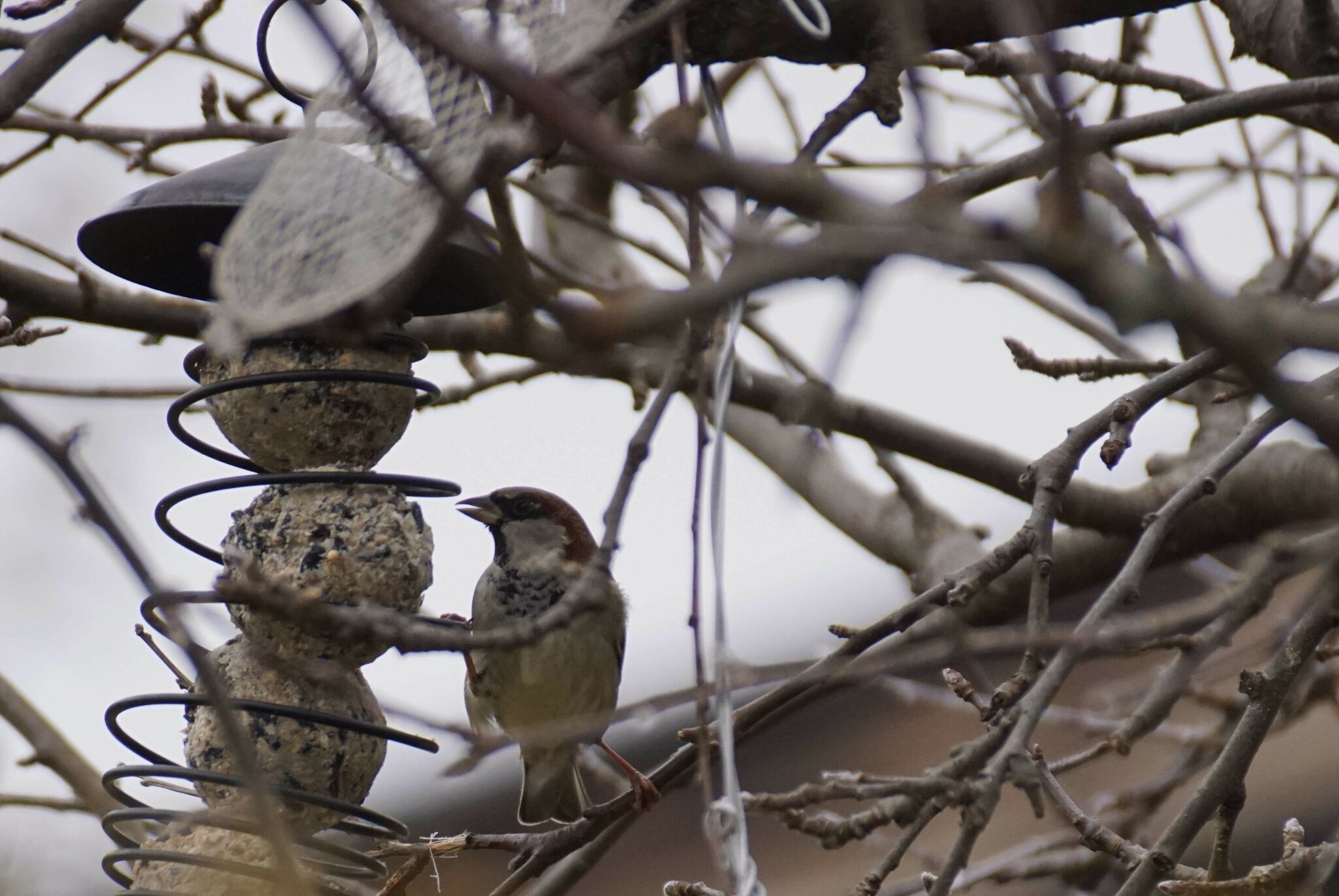 ein Spatz beim Futter im Winter ist das sehr wichtig für die Vögel
