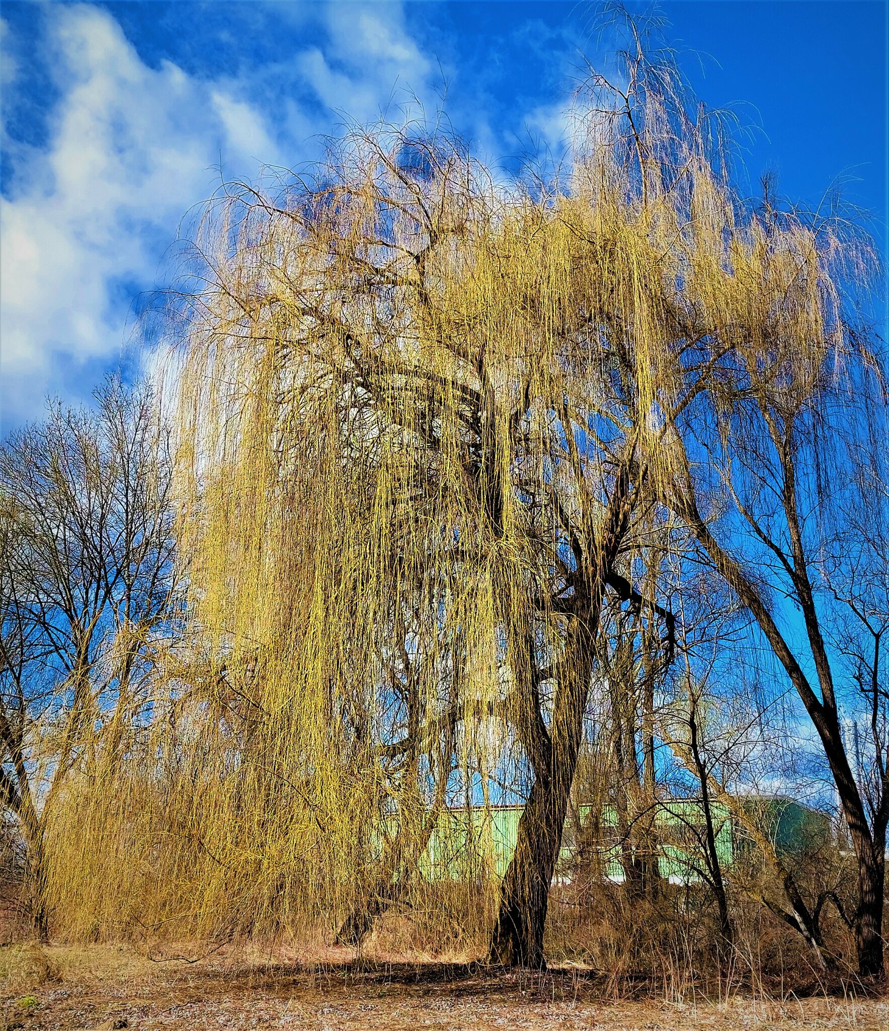 Ein besonderer Baum Nr. 1