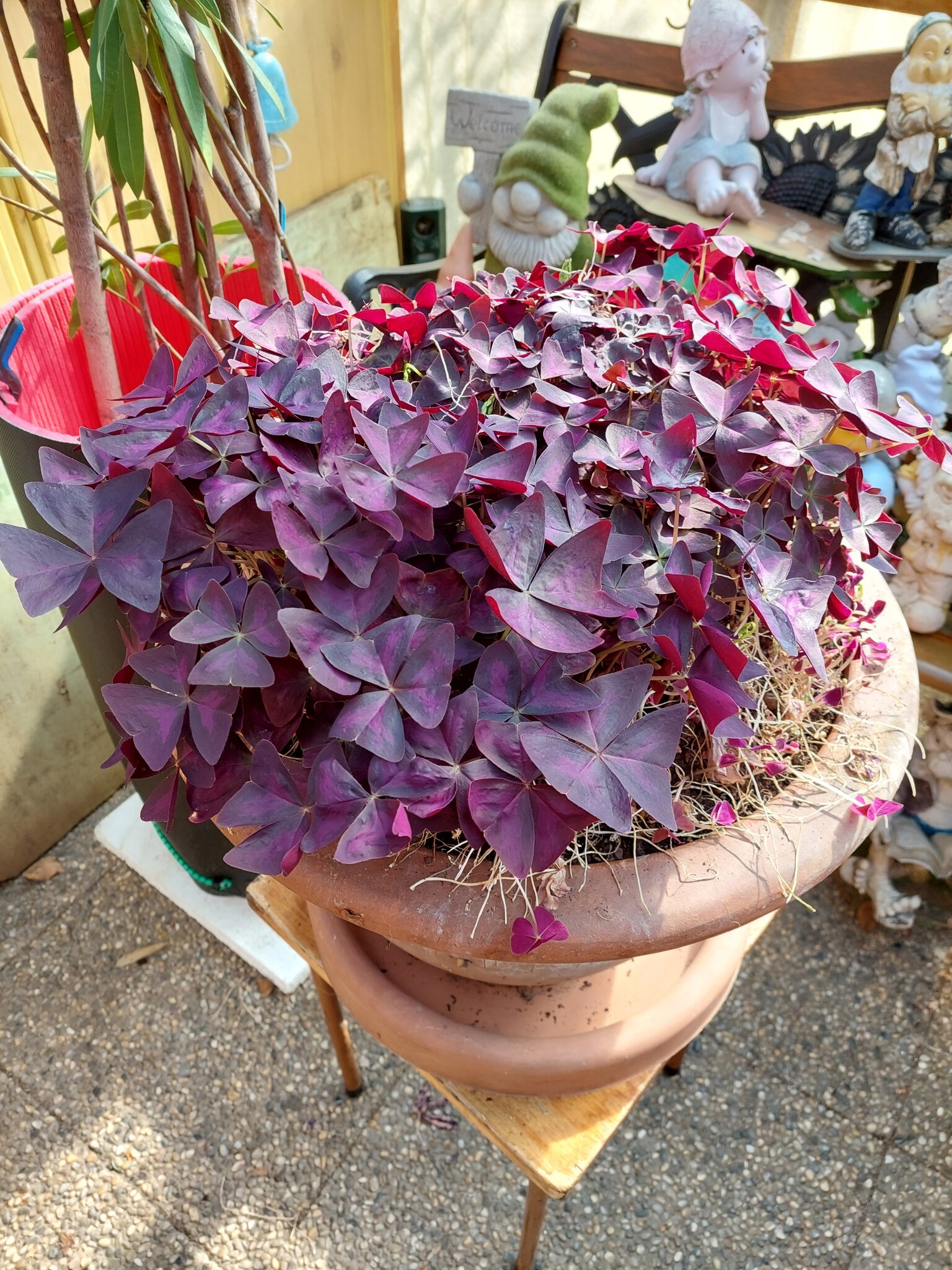 Roter Klee Kaufen