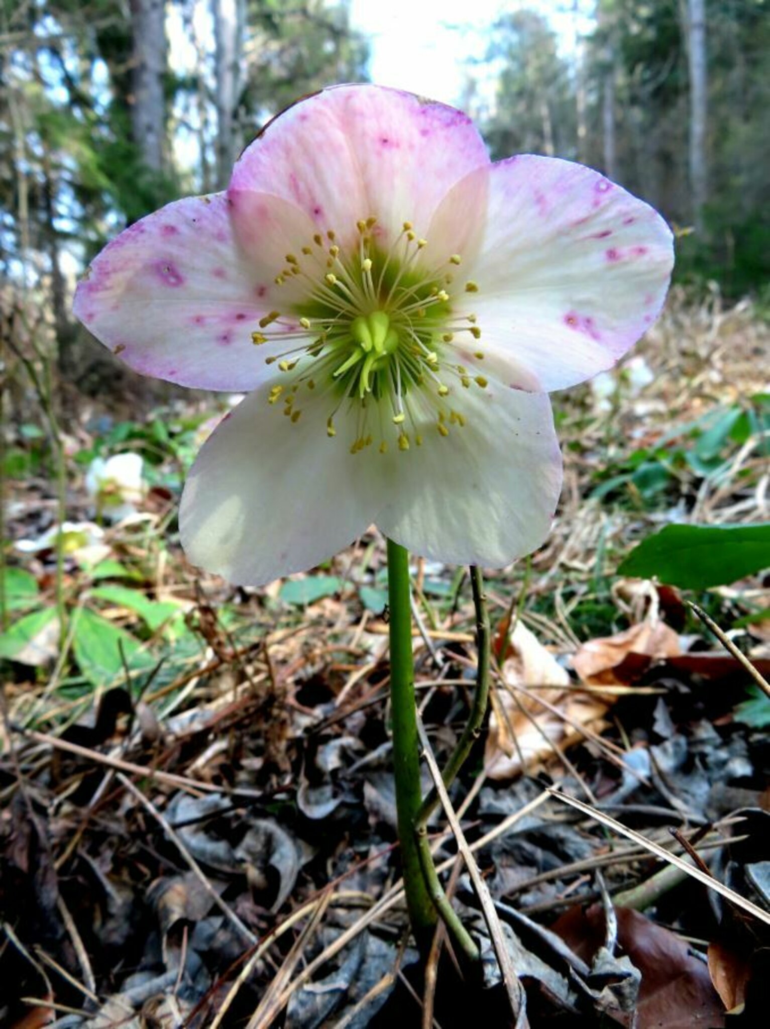Eine Schneerose, lila gesprenkelt.