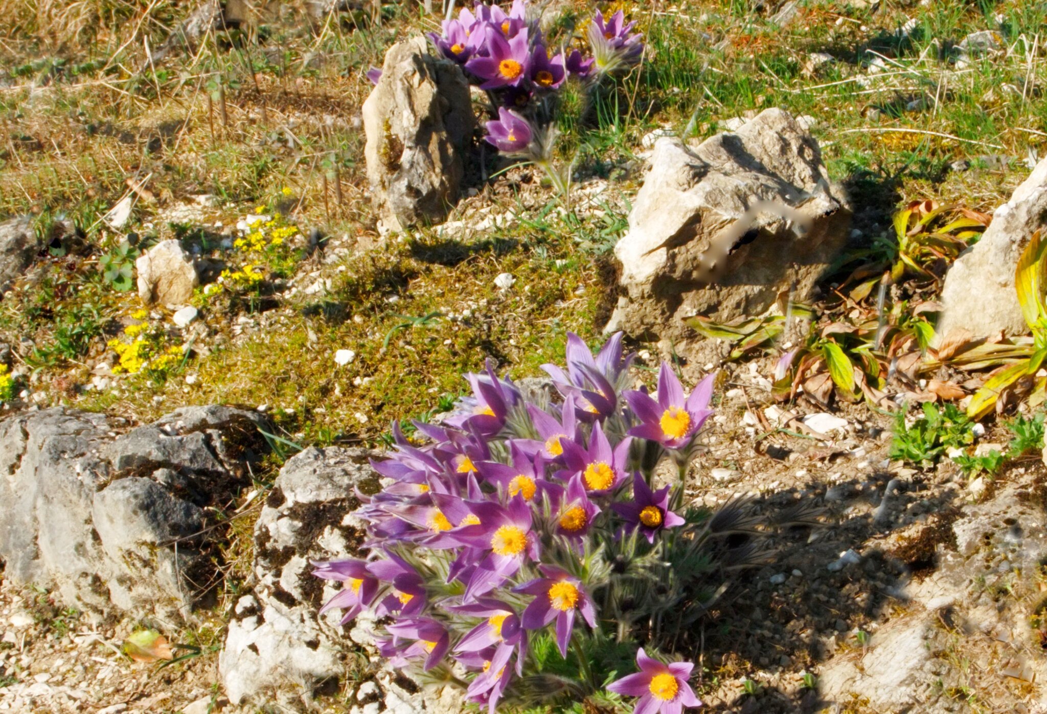 Zierde der Almwiesen