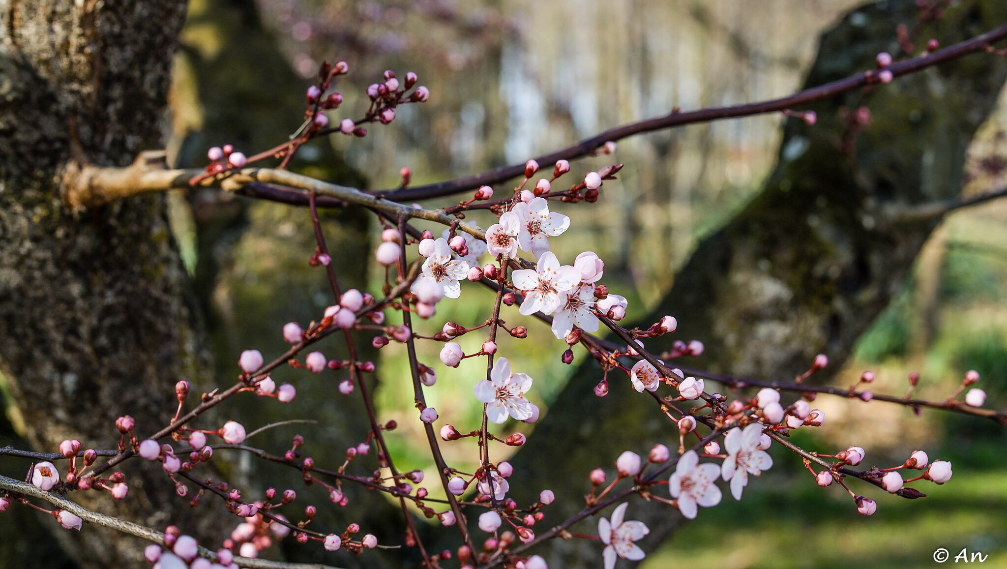 Ringlotten-Blüte am Herrnberg