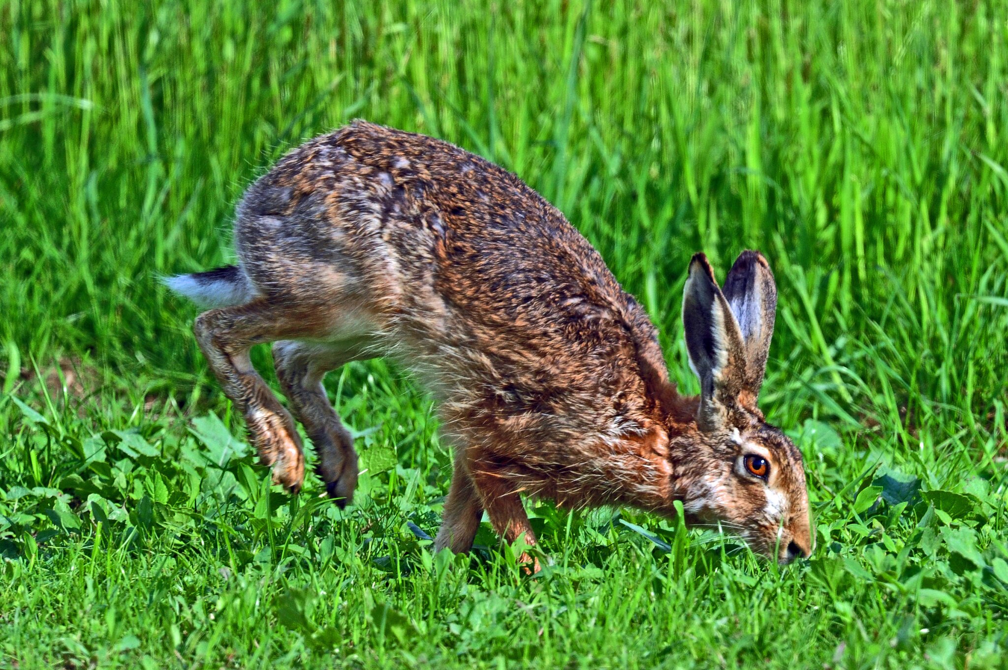 Osterhasen-Frühlingszauber