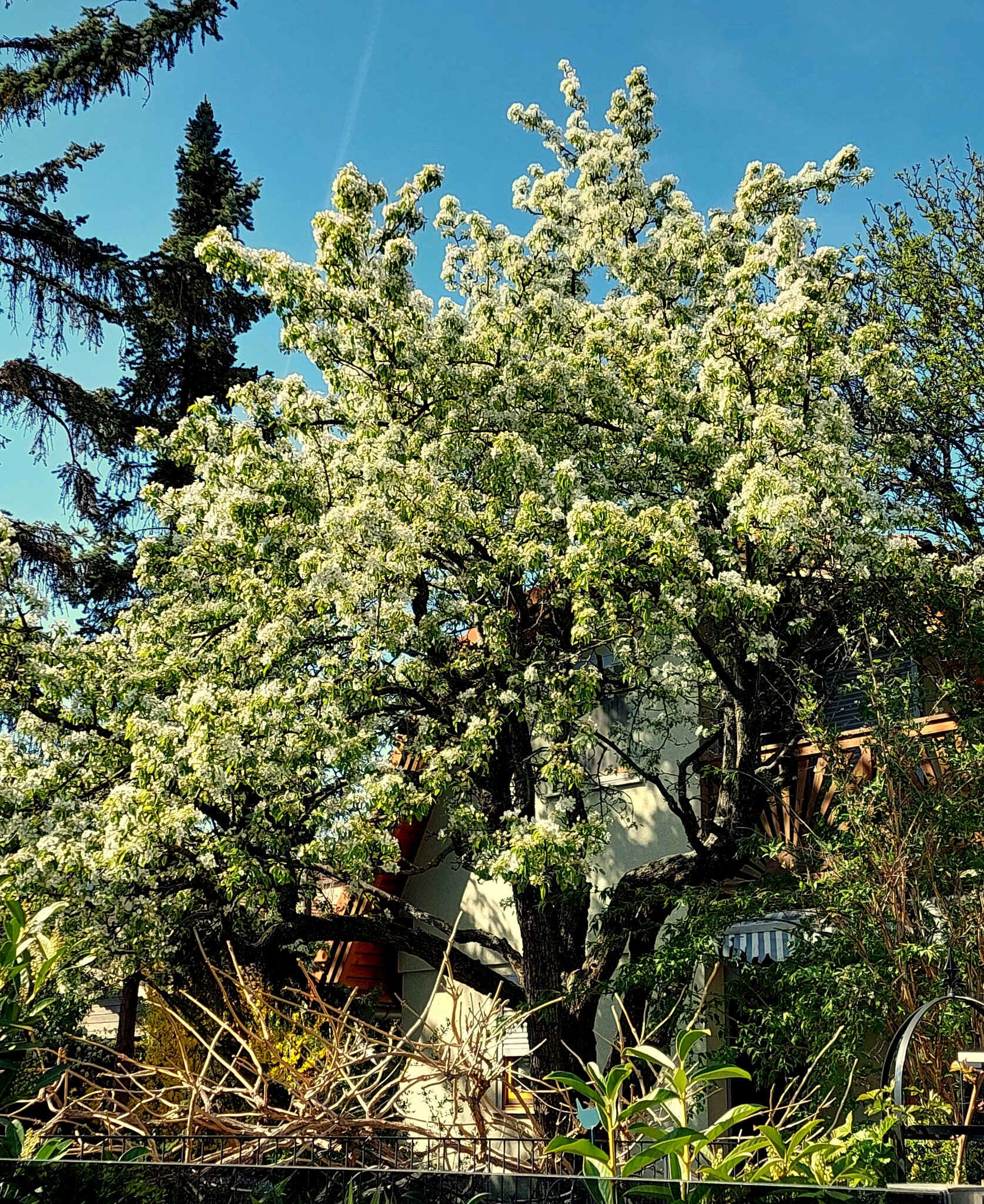Birnenbaum voll erwacht und hat uns seine Blüten gebracht