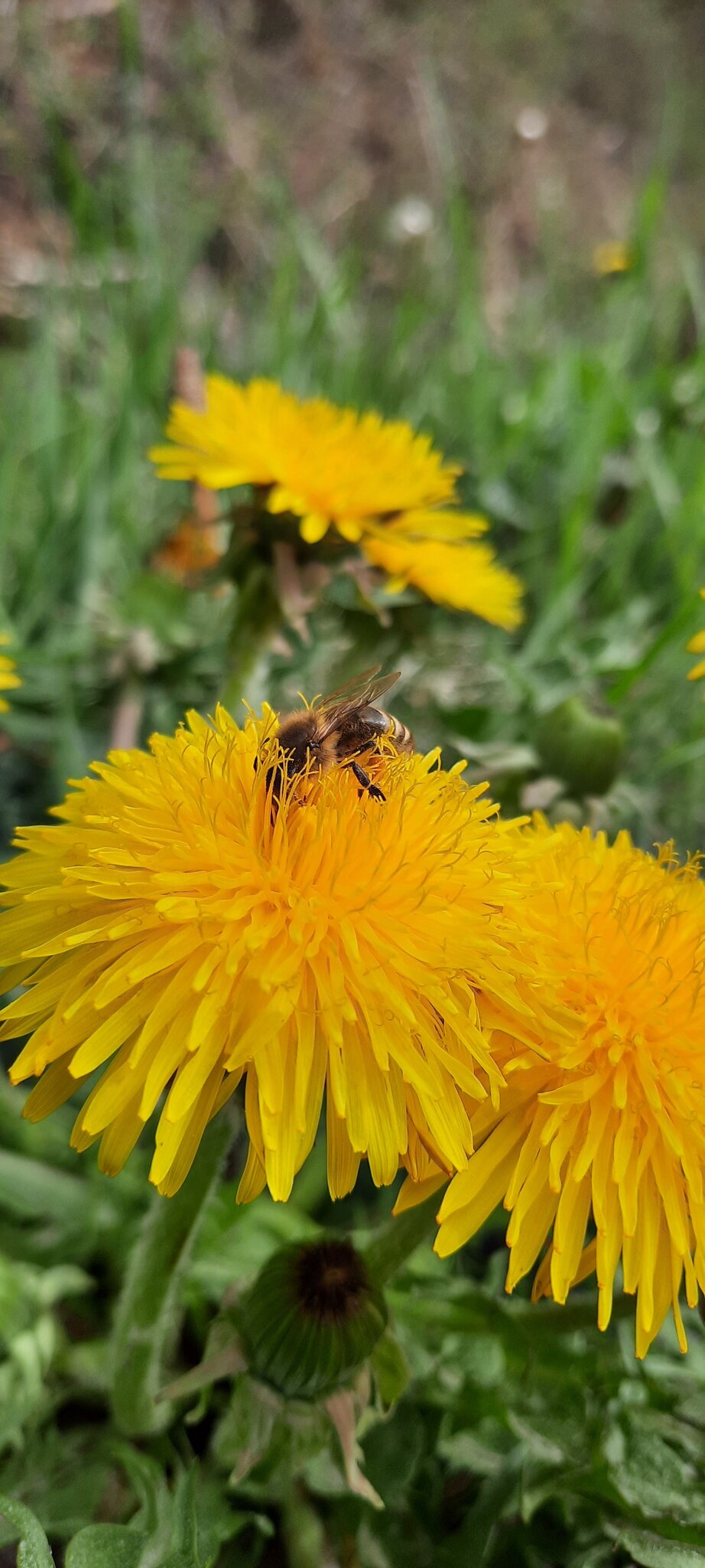 Fleissiges Bienchen