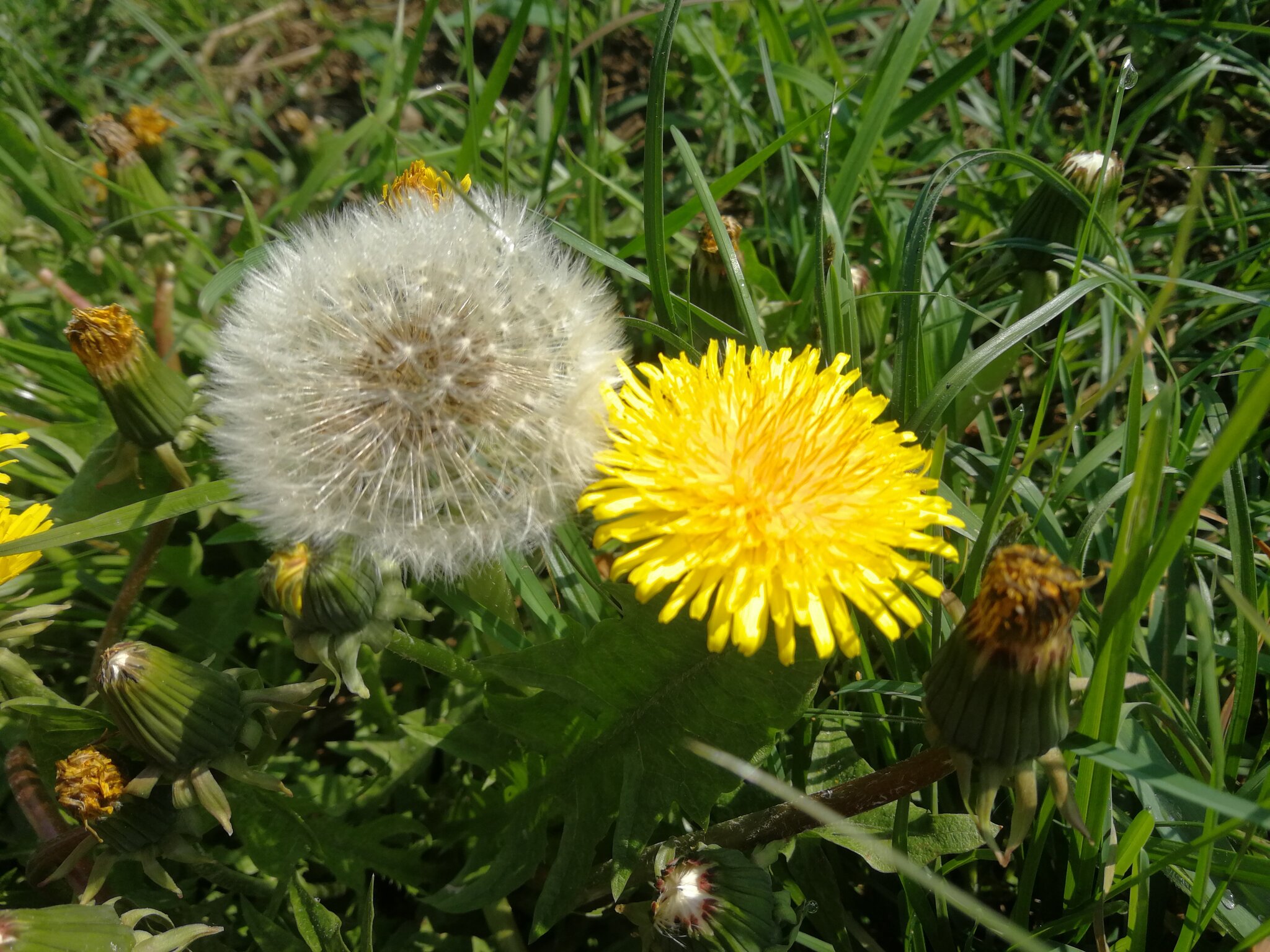 Löwenzahn vorher und nachher