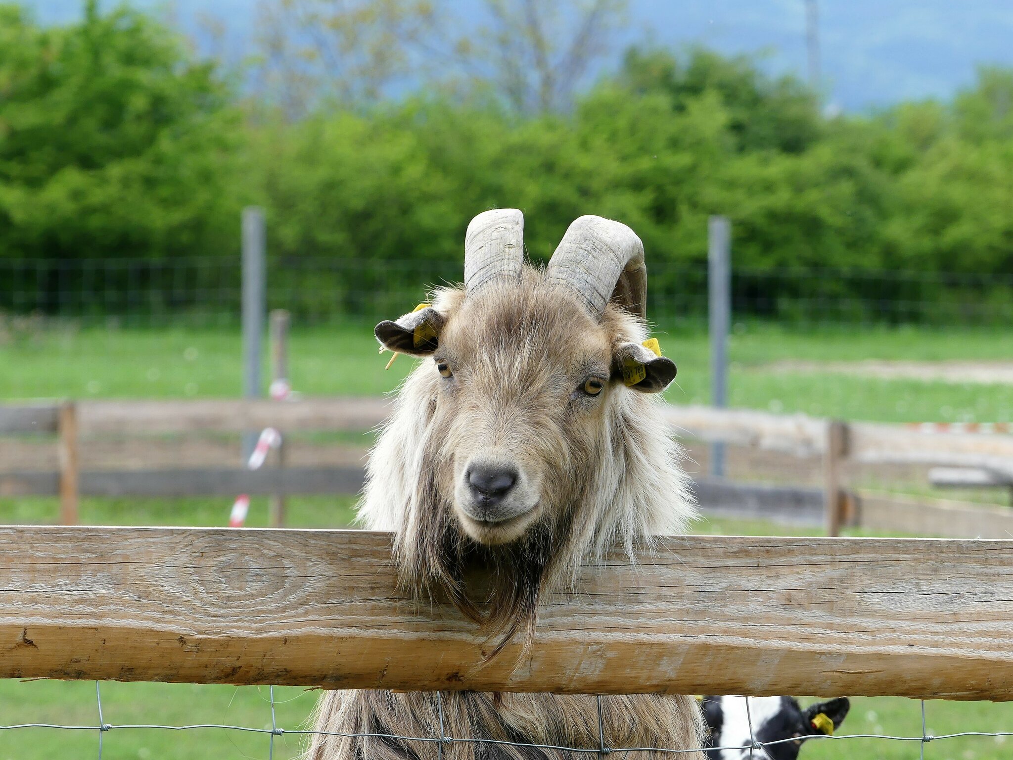 die Myotonic Goat oder Fainting Goat