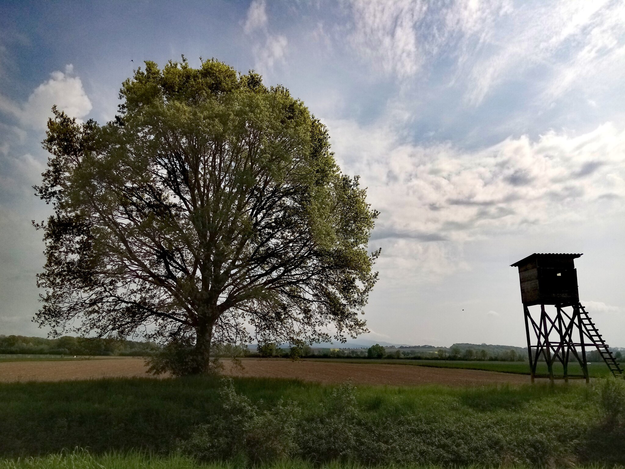 Eine Pracht von Baum mit wunderschöner Krone
