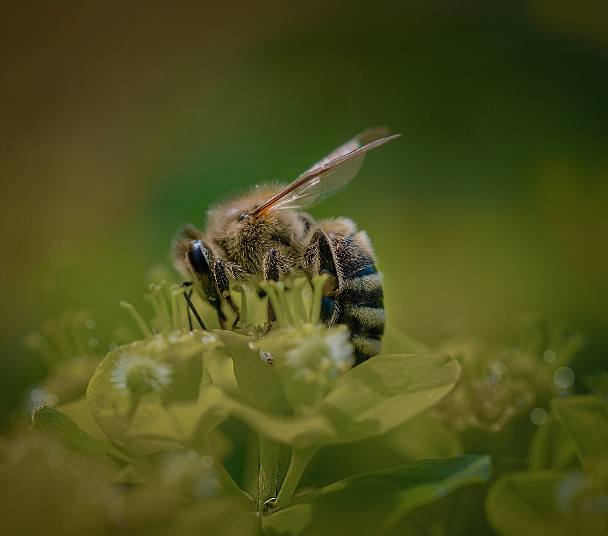 Das fleissige Bienchen