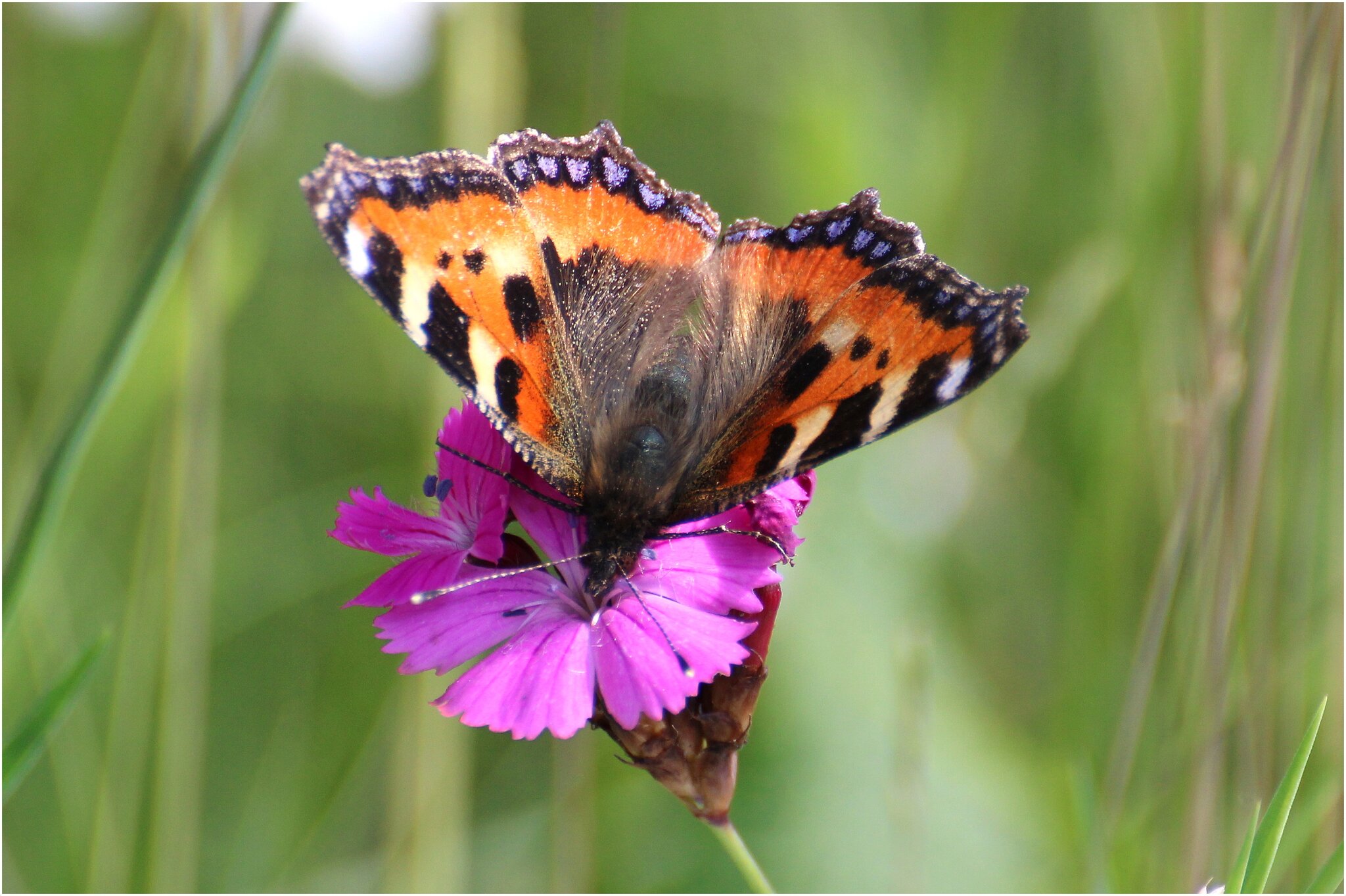 der kleine Fuchs steht auf pink