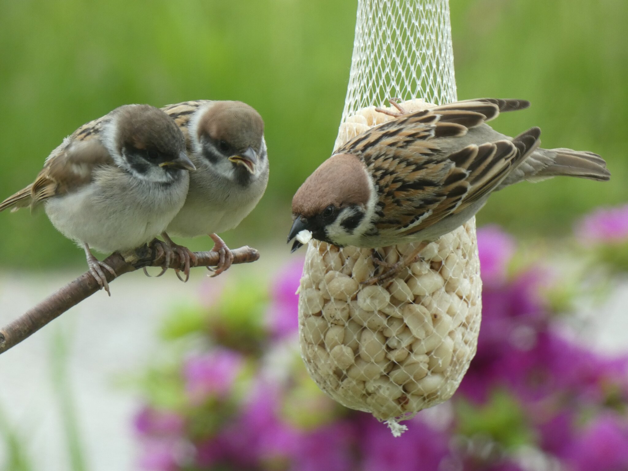 Mutter Spatz mit zwei Jungen beim Futterunterricht