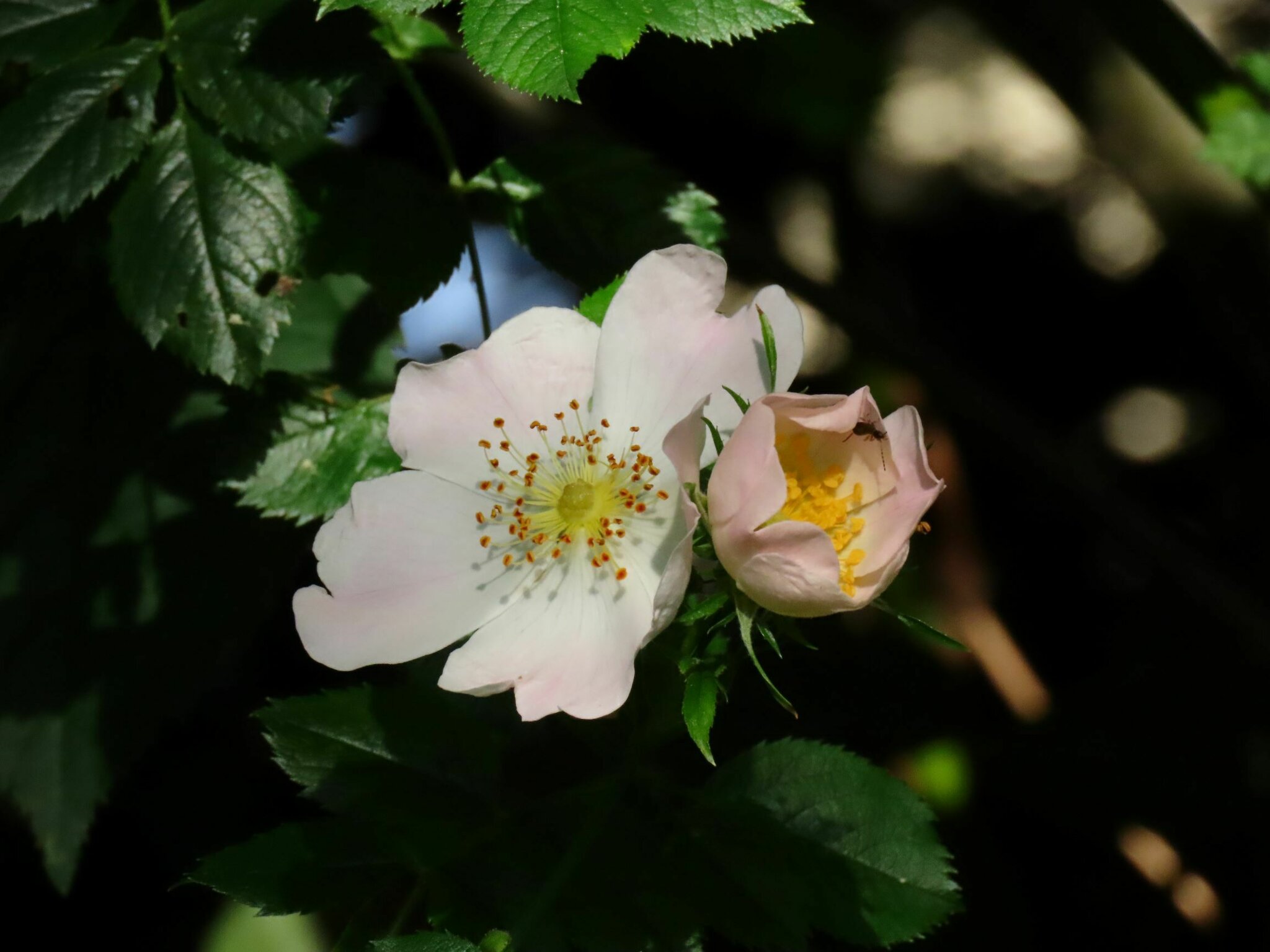 Wilde Heckenrose