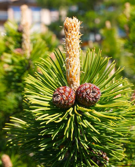 Die jungen Zapfen wachsen heran.
