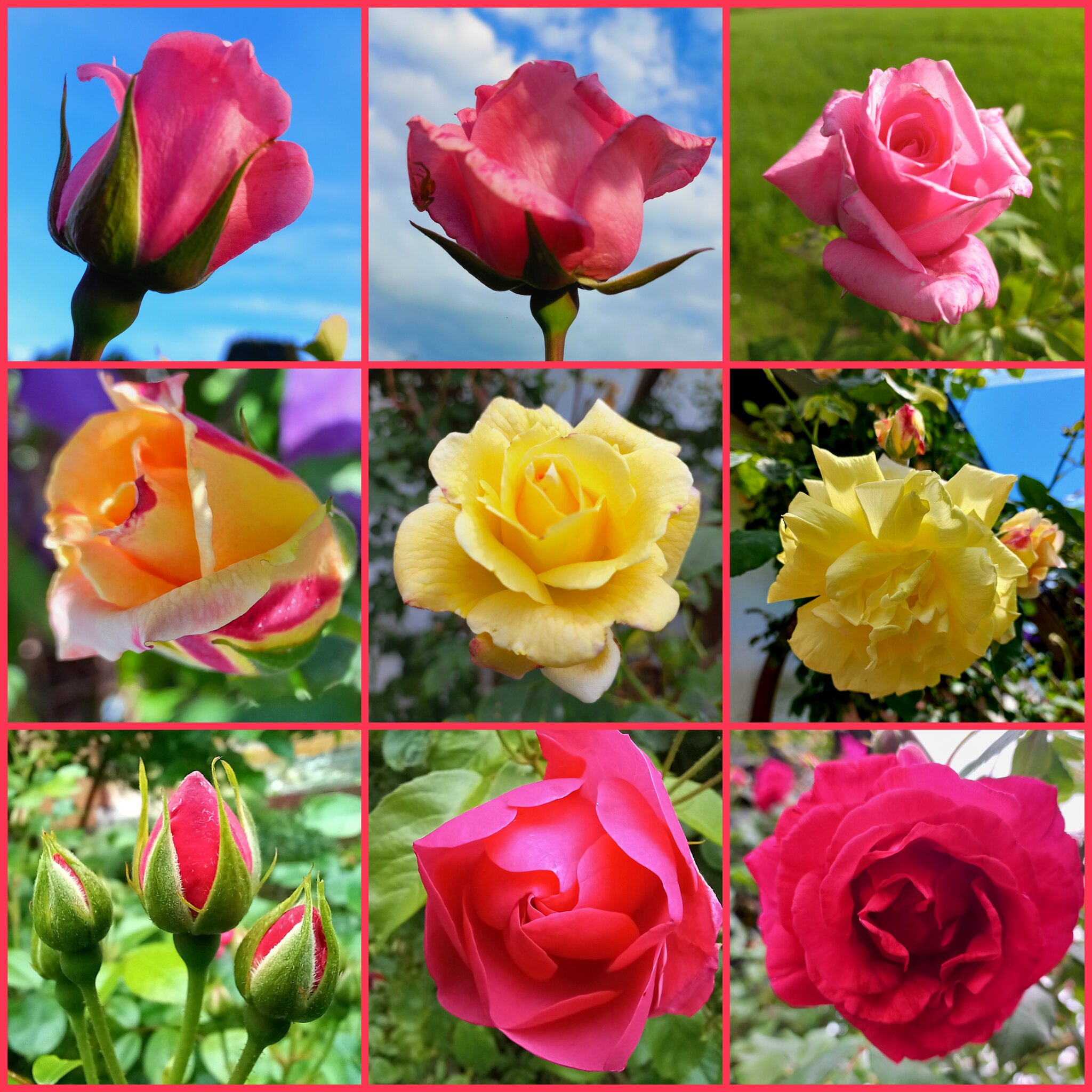 Die Königin der Blumen....