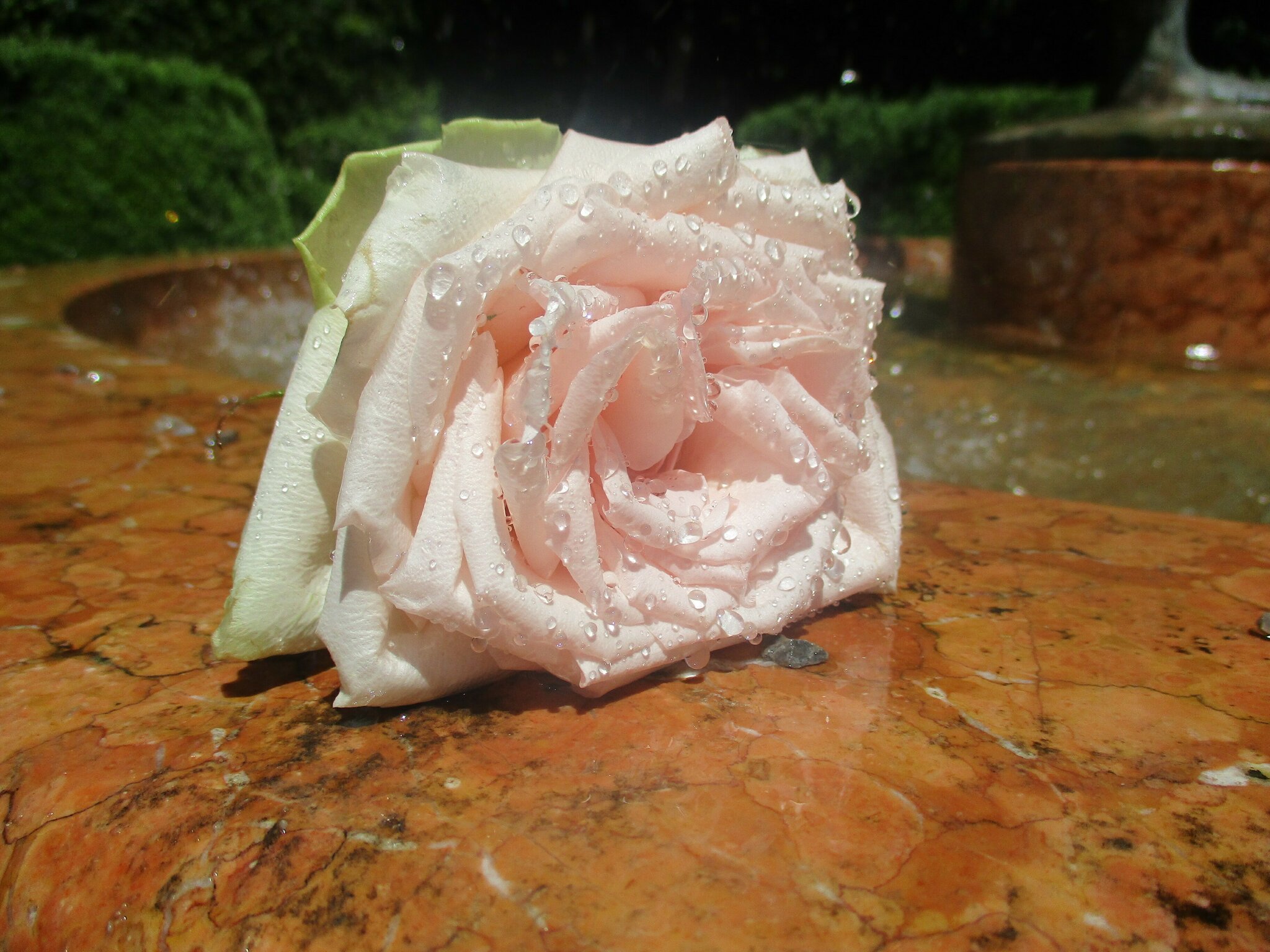 Mit dieser 🌹ROSE🌹...