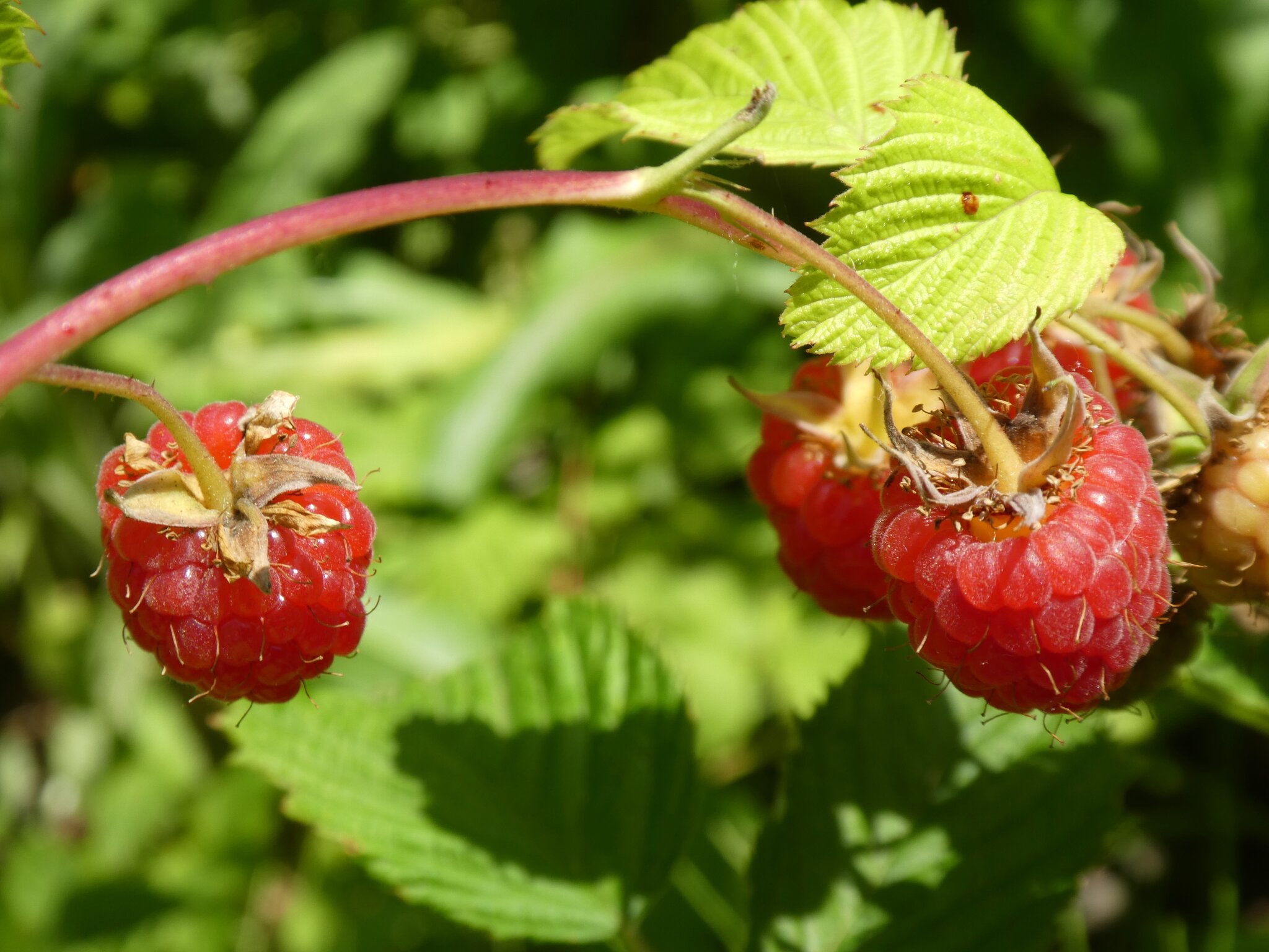 ...werden schon rot, grad soviel zum Naschen