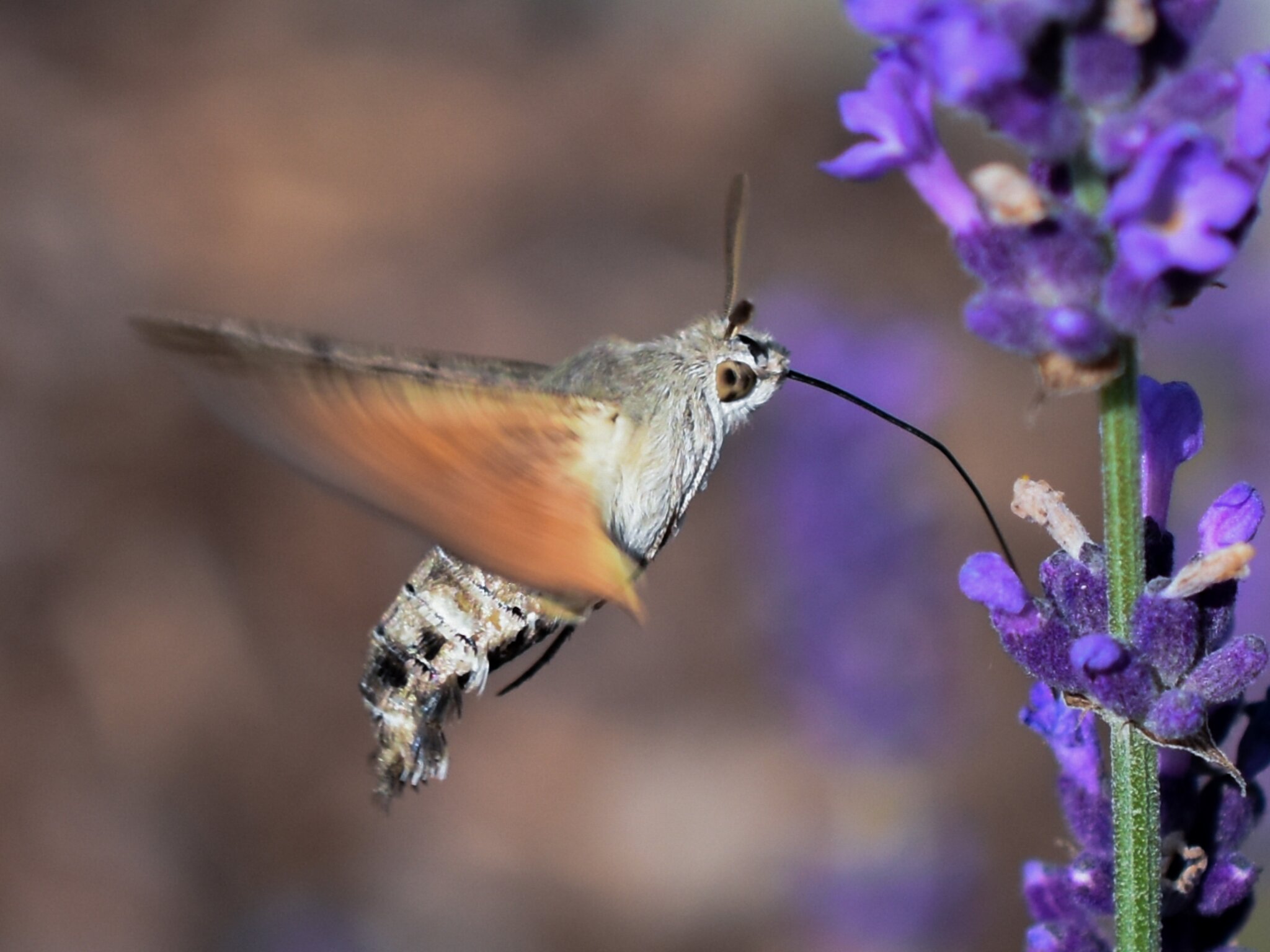 Zünglein an der Waage