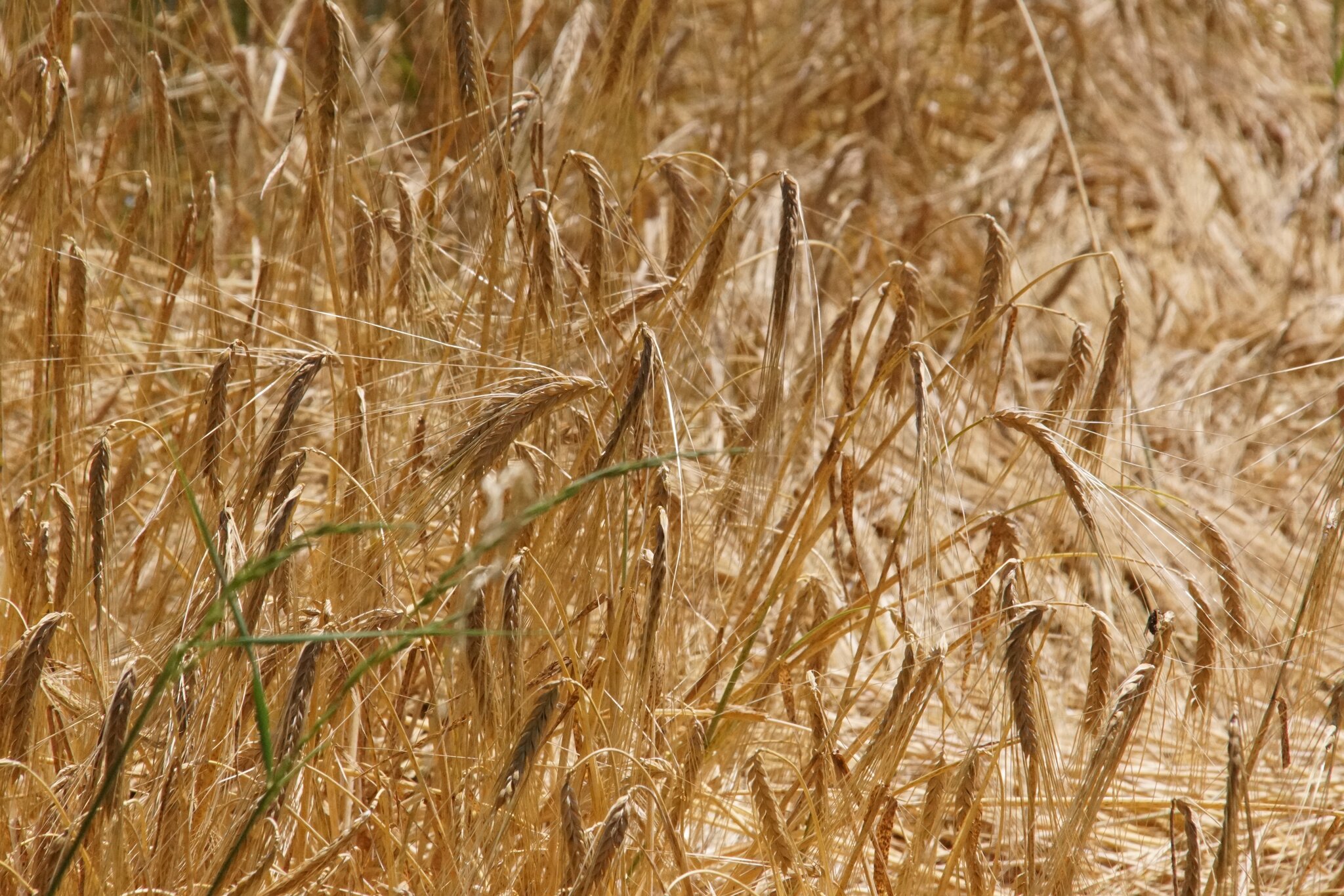 das Getreide ist auch schon bald so zum Ernten