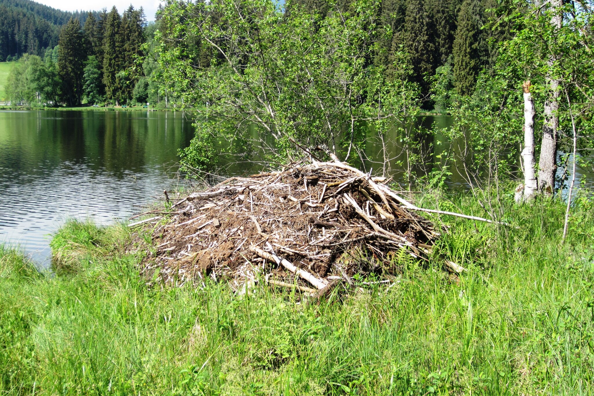 Biberbau am Schwarzsee