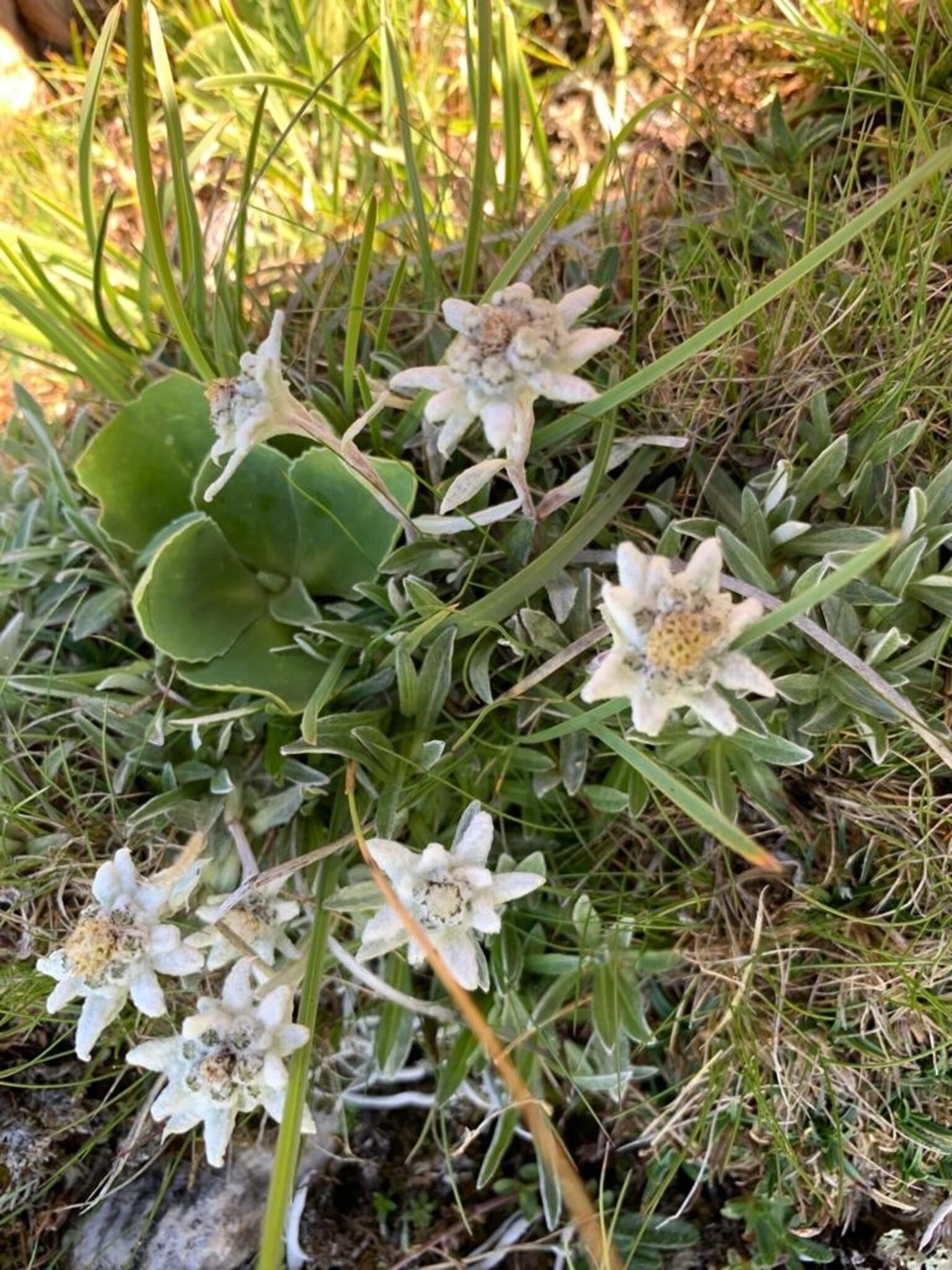 Am Berg der schönste Preis- ein Edelweiß