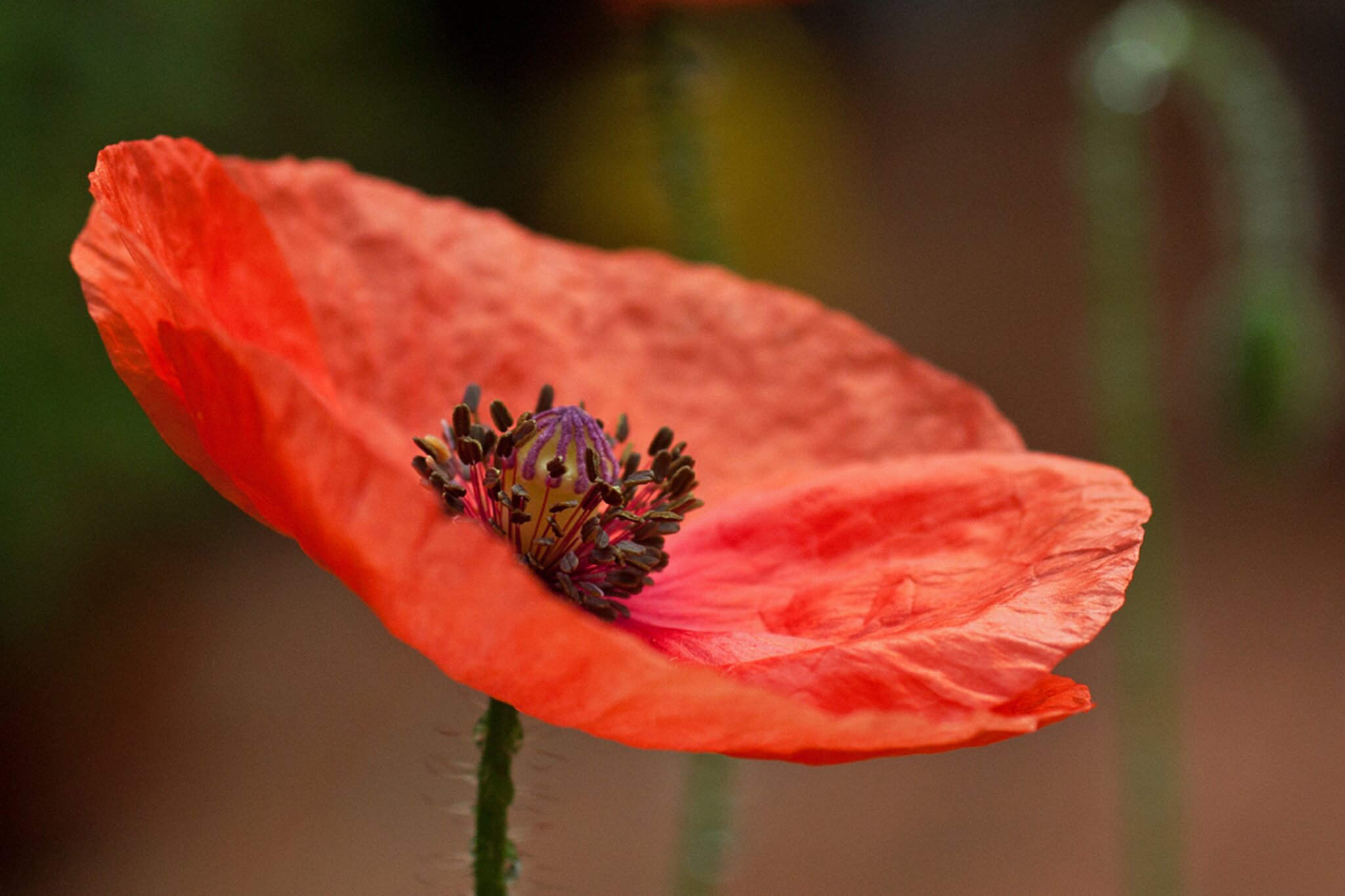 Roter Mohn...