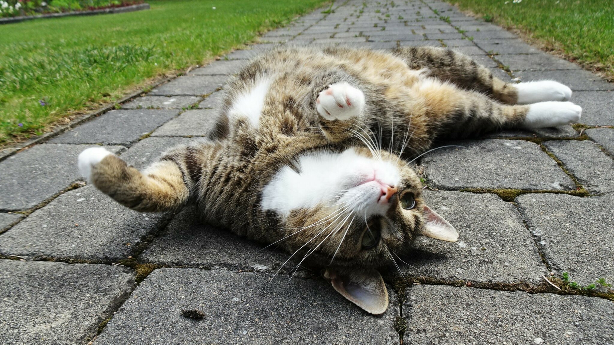Mutzi fühlt sich pudelwohl! :-)