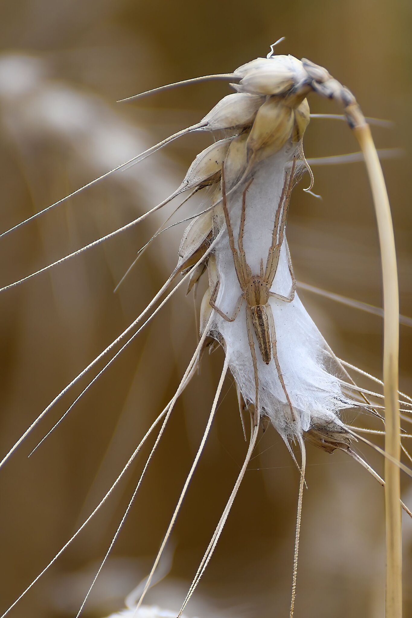 Listspinne (Raubspinne) bewacht das Nest