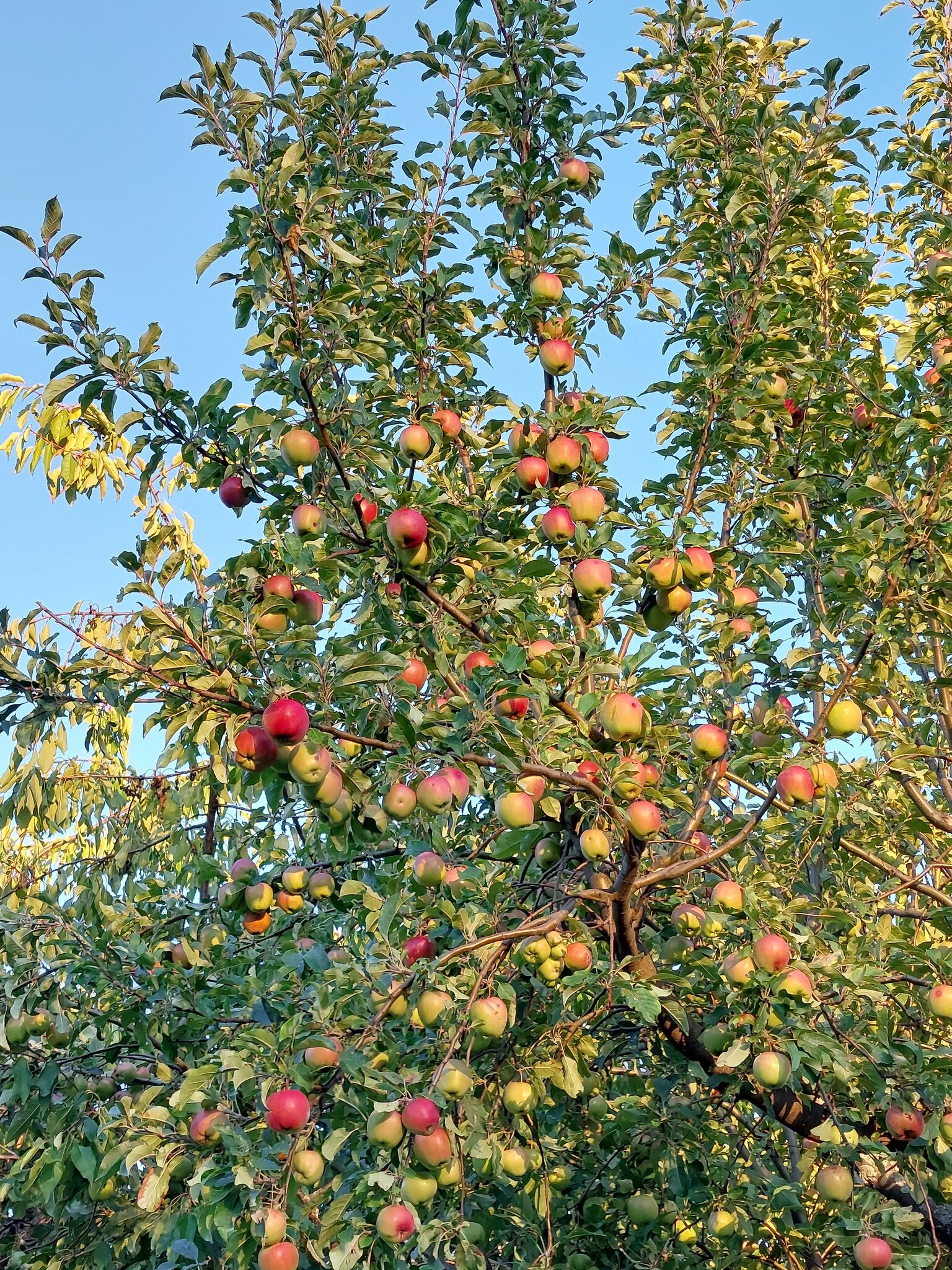 Apfelbaum beim Heurigen Brucknerhof in Gainfarn
