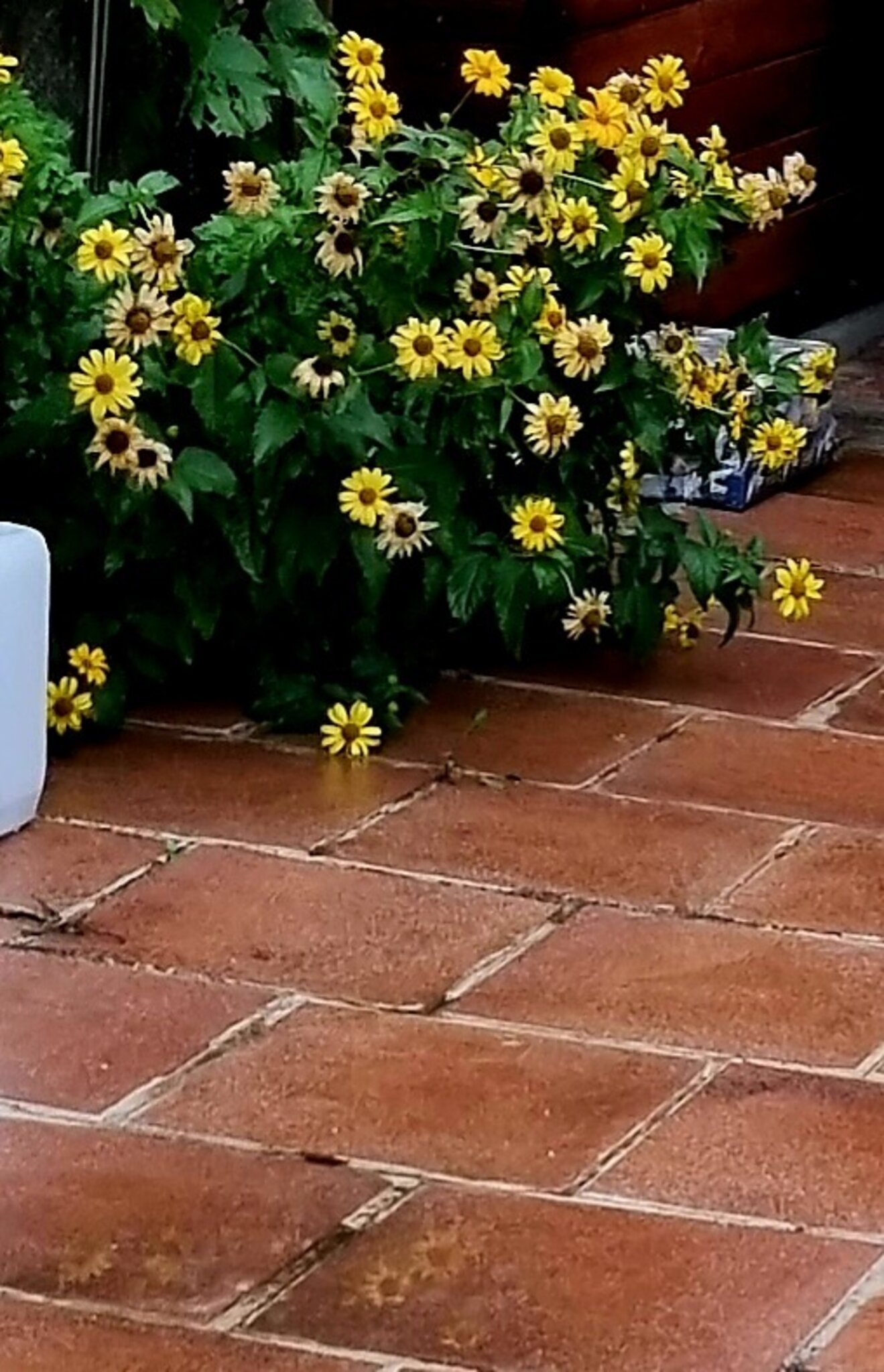 Spiegelung in der Pfütze