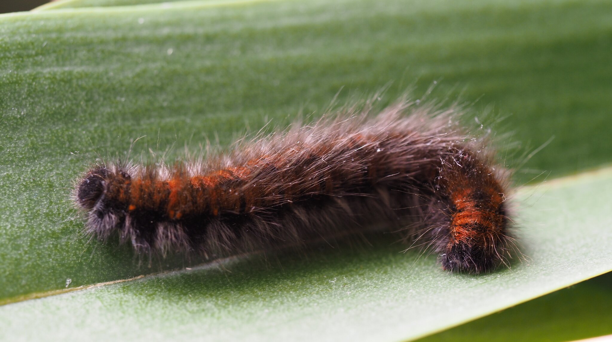 Brombeerspinner Raupe