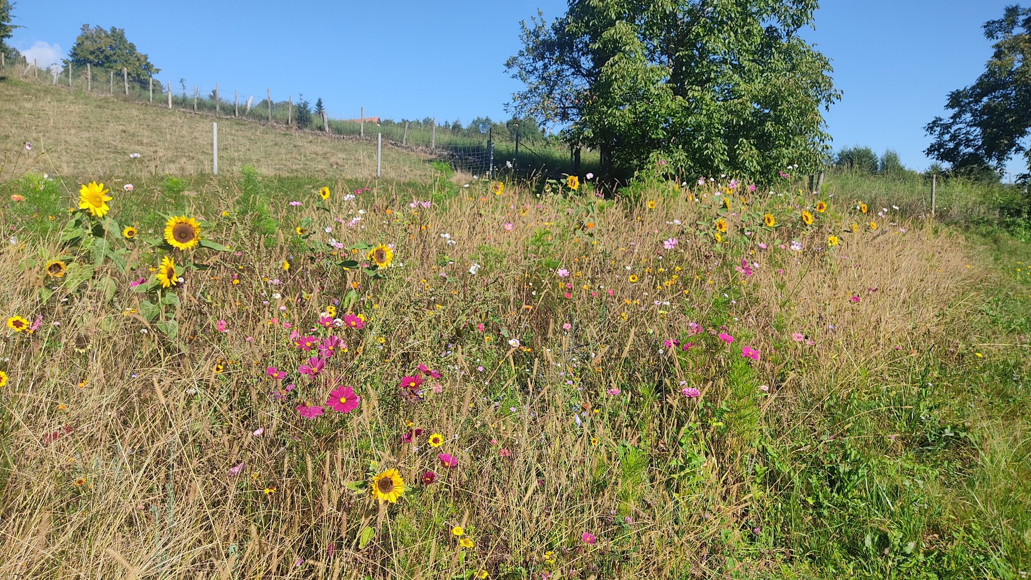 Unsere Blumenwiese im Spätsommer...