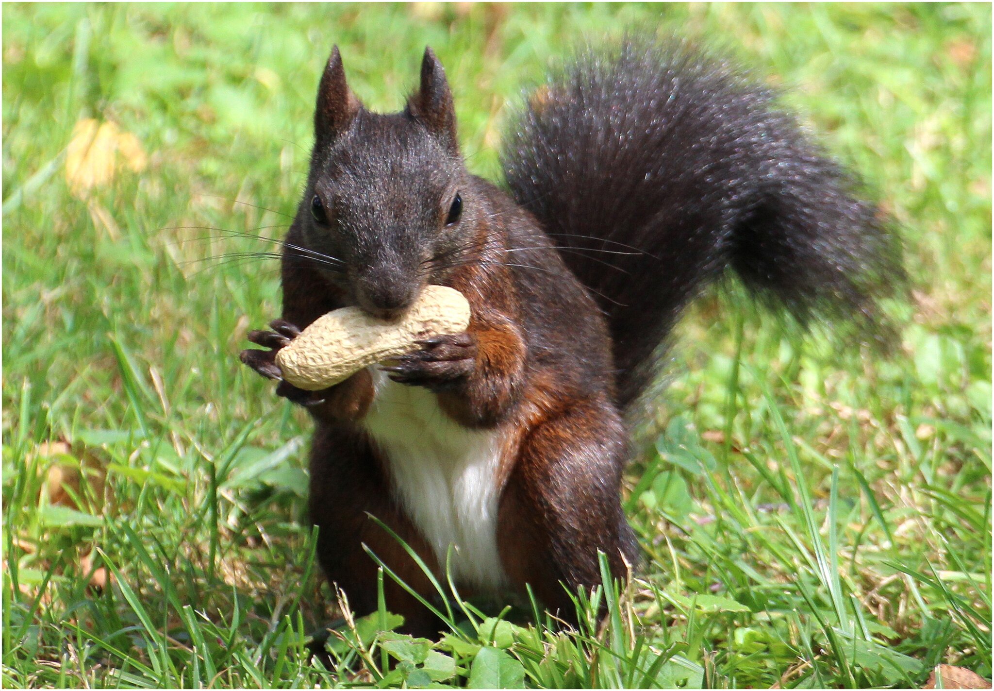 das Fell wird dichter