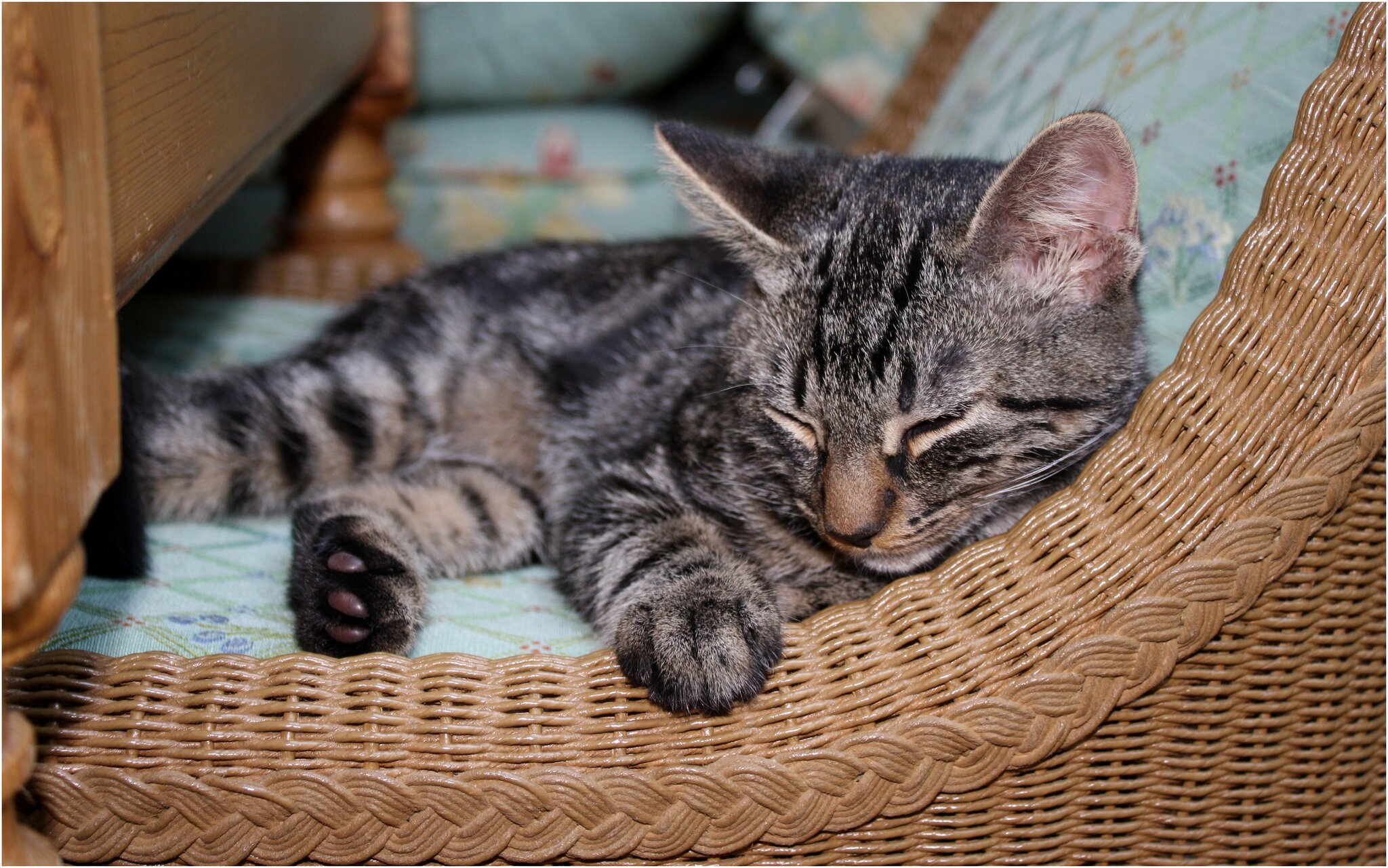 Kater Egon war es heute zu nass