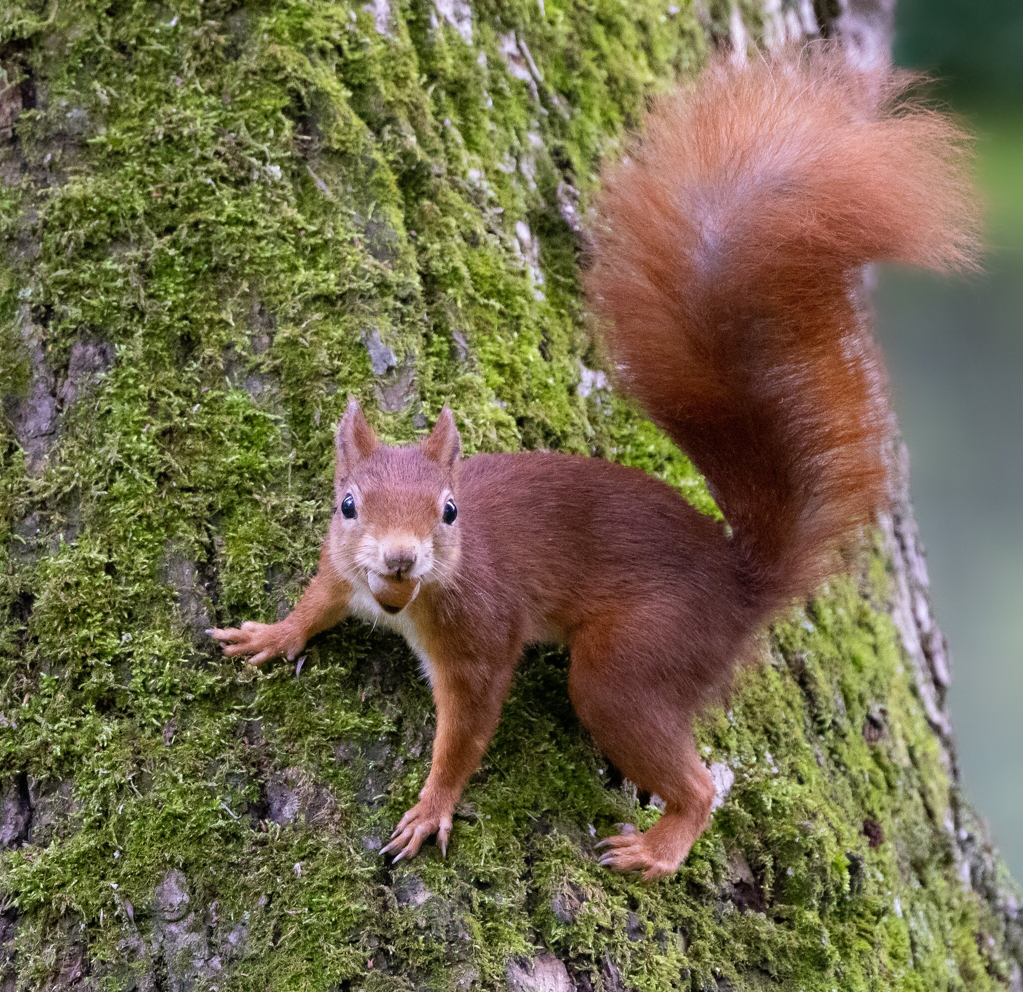 Einfach süß die Eichhörnchen...