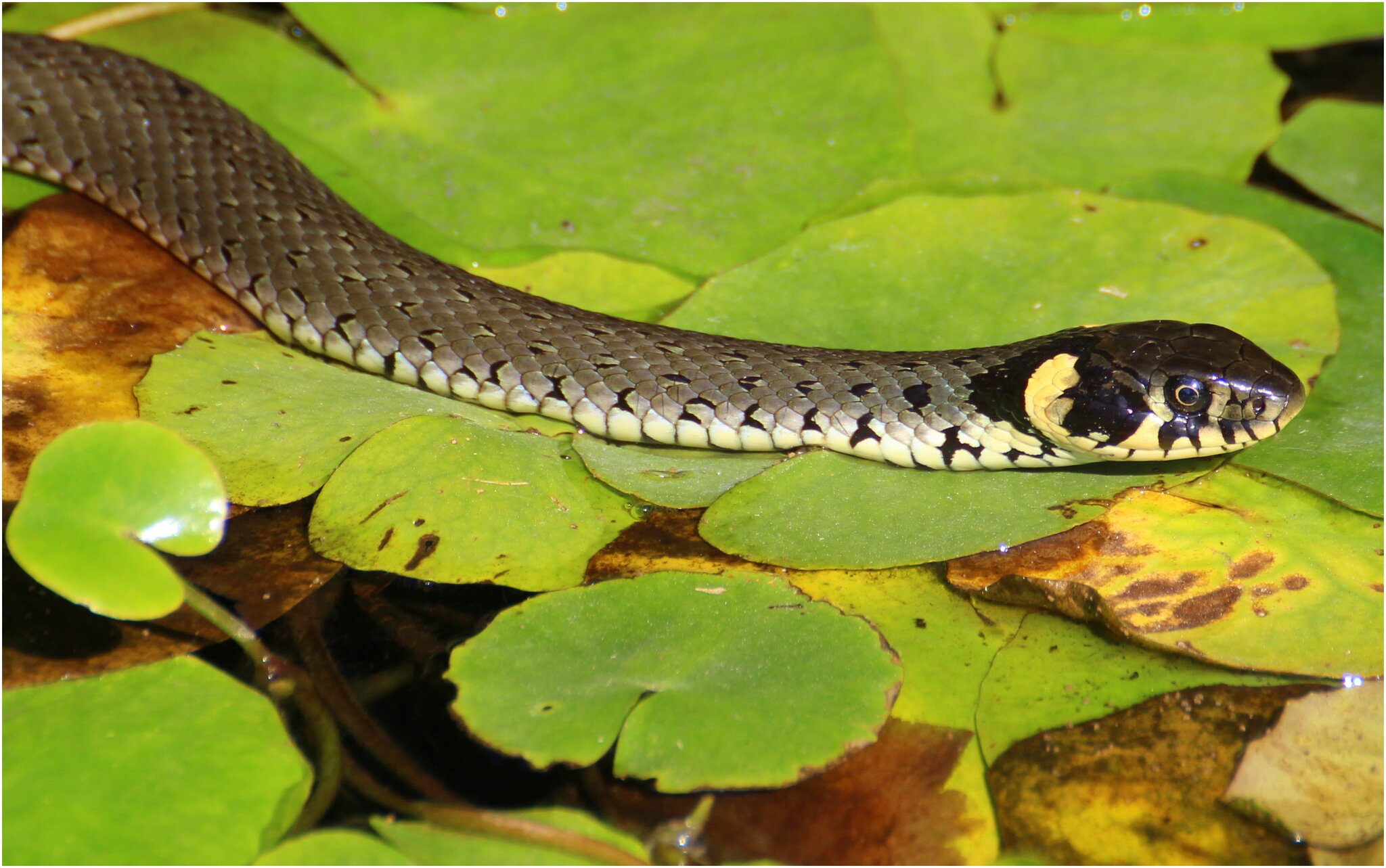 noch einmal über den Seerosenteich flitzen